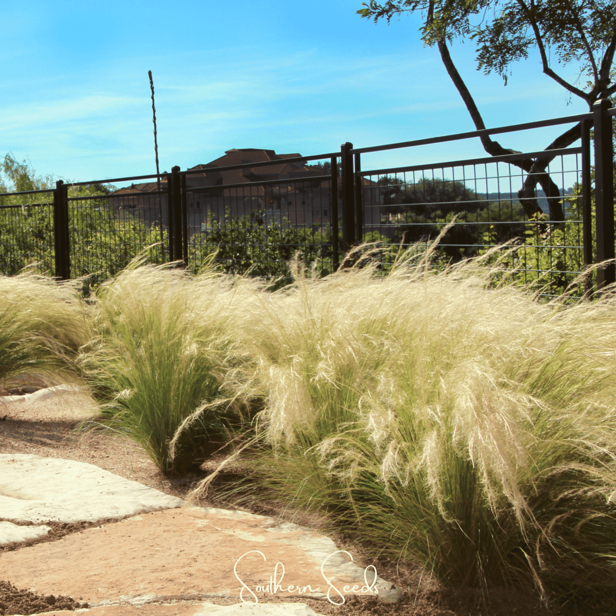 Mexican Feather Grass (Stipa tenuissima) - 50 Seeds - Seed Therapy ...