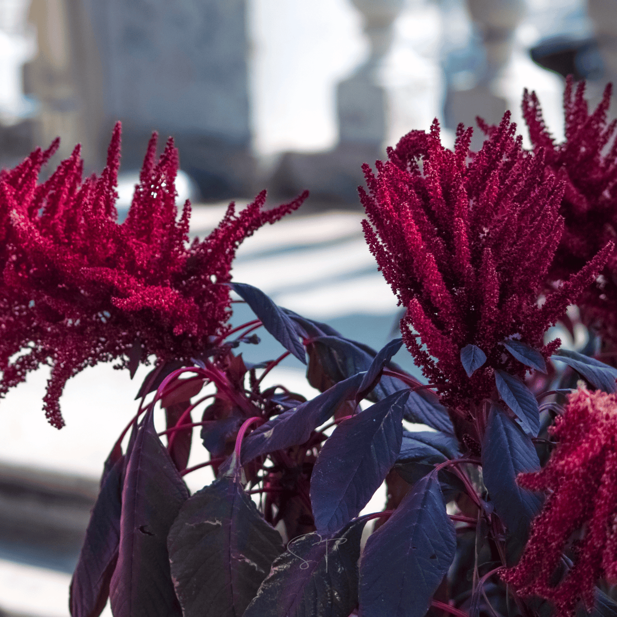 Amaranth, Midnight Red (Amaranthus tricolor 'Midnight Red') - 250 Seeds ...