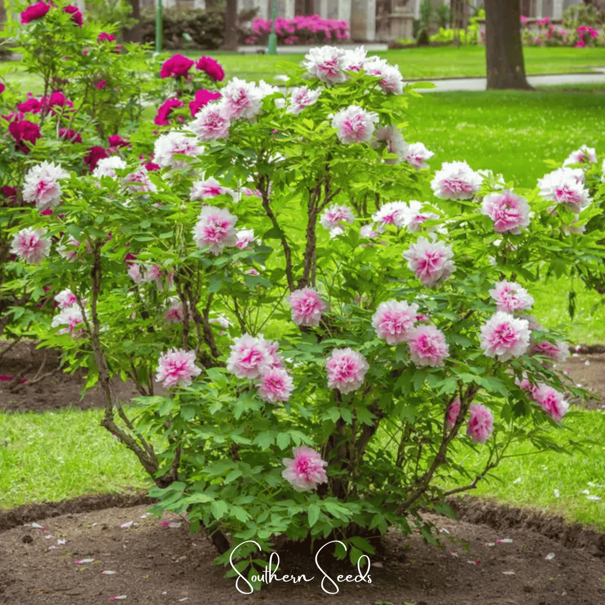 Peony, Moutan Tree (Paeonia suffruticosa) - 10 Seeds - Seed Therapy ...