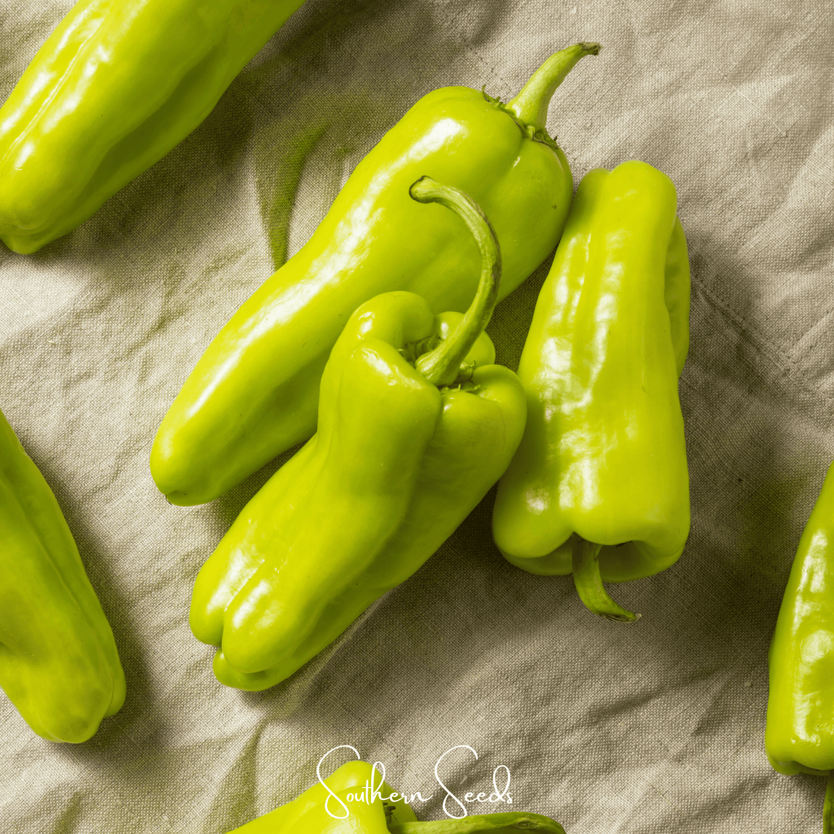 Pepper, Cubanelle Sweet (Capsicum annuum) - 25 Seeds - Seed Therapy ...
