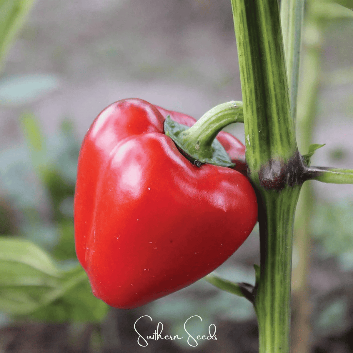 Pepper, Pimento Sweet (Capsicum annuum) - 25 Seeds - Seed Therapy ...