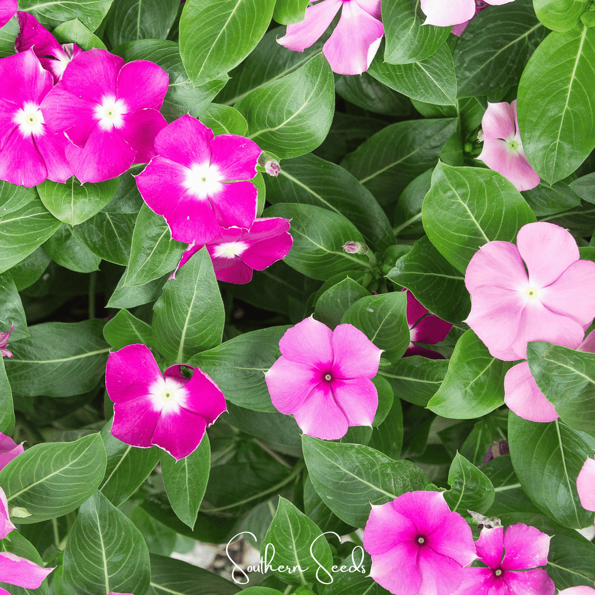 Periwinkle, Mix (Vinca rosea) - 100 Seeds - Seed Therapy – Southern Seeds