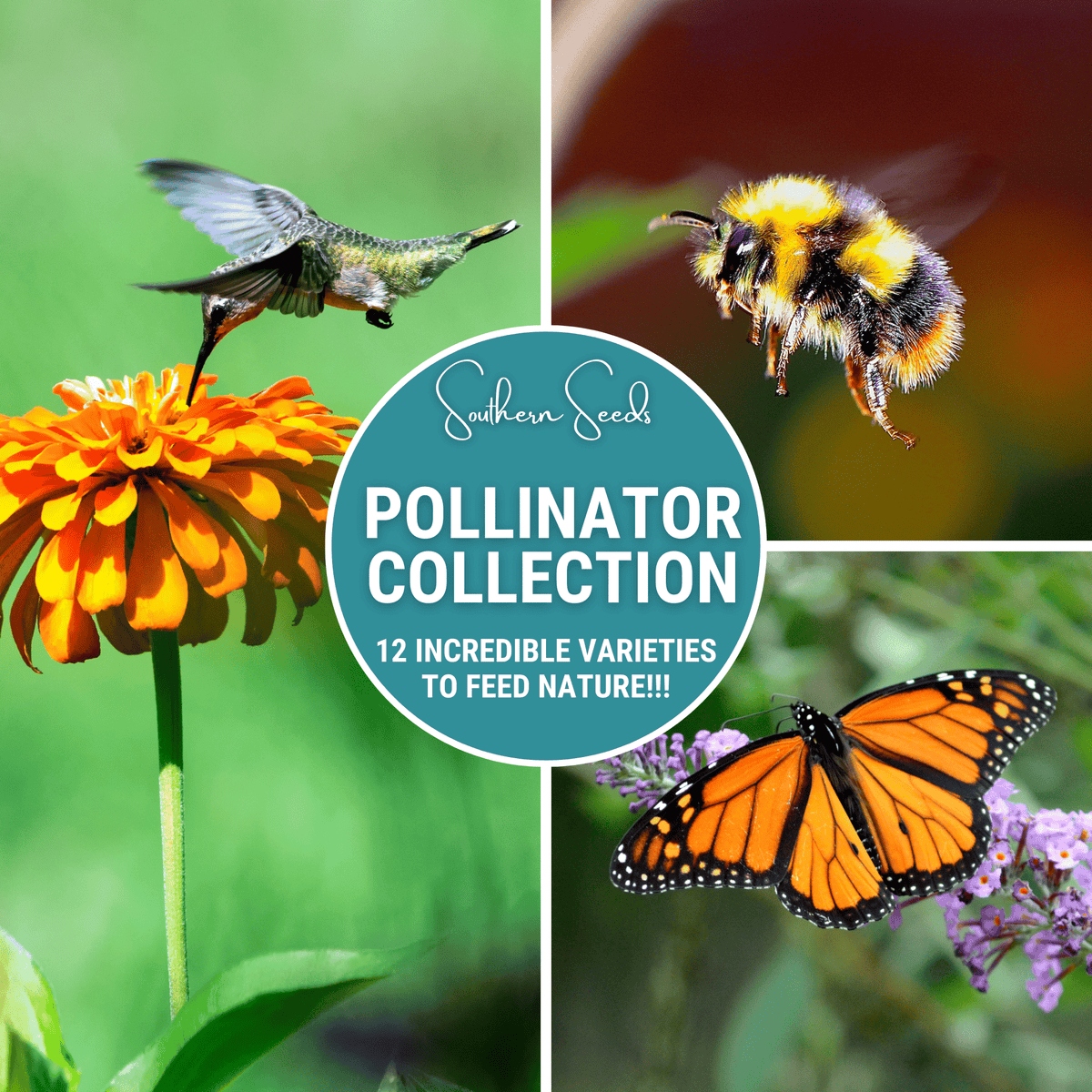 Pollinator Garden Collection - 12 Amazing Pollinator Varieties ...