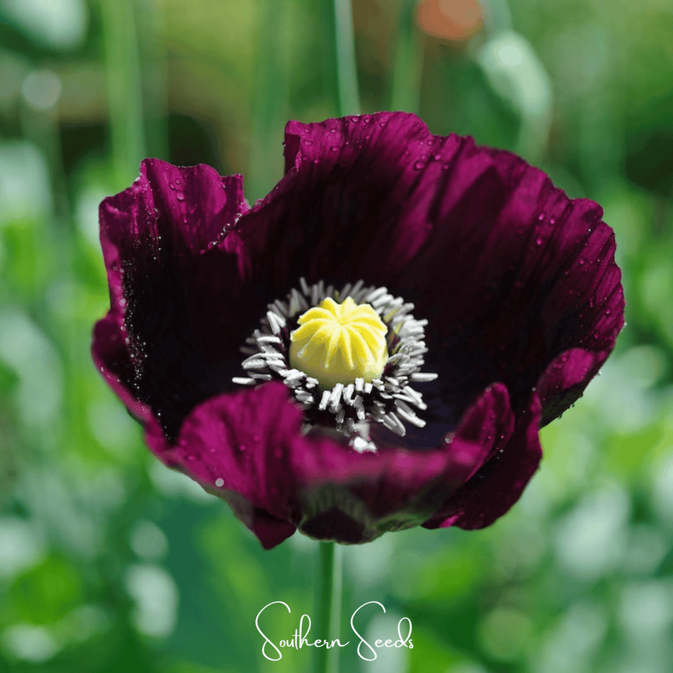 Poppy, After Midnight (Papaver somniferum) - 100 Seeds - Seed Therapy ...
