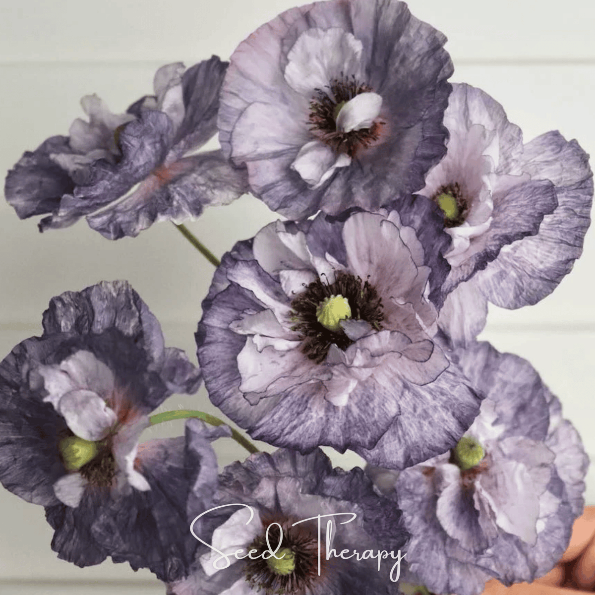 Poppy, Amazing Grey (Papaver rhoeas) - 50 Seeds - Seed Therapy ...