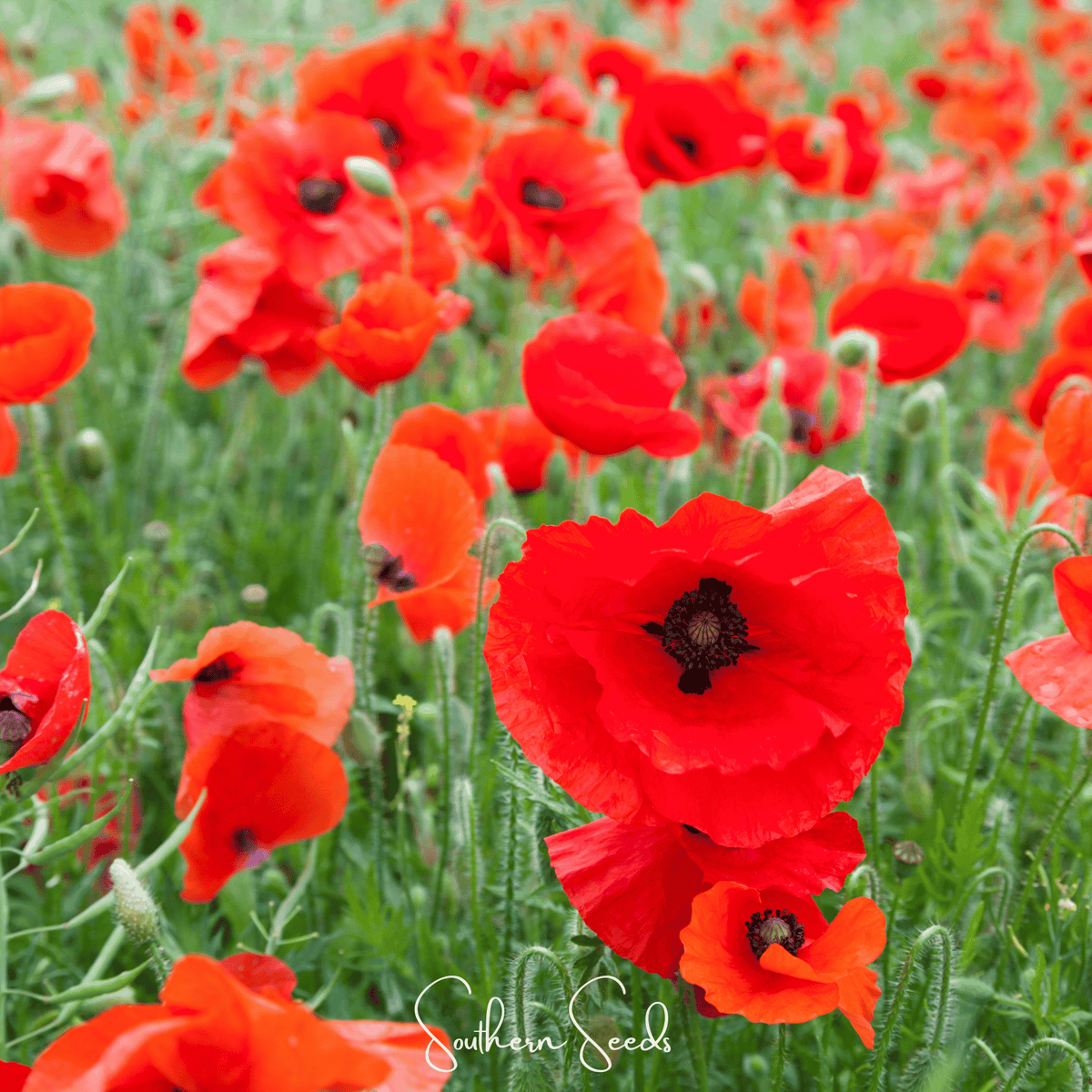 Poppy Seeds & More – Heirloom Varieties | Seed Therapy – Southern Seeds