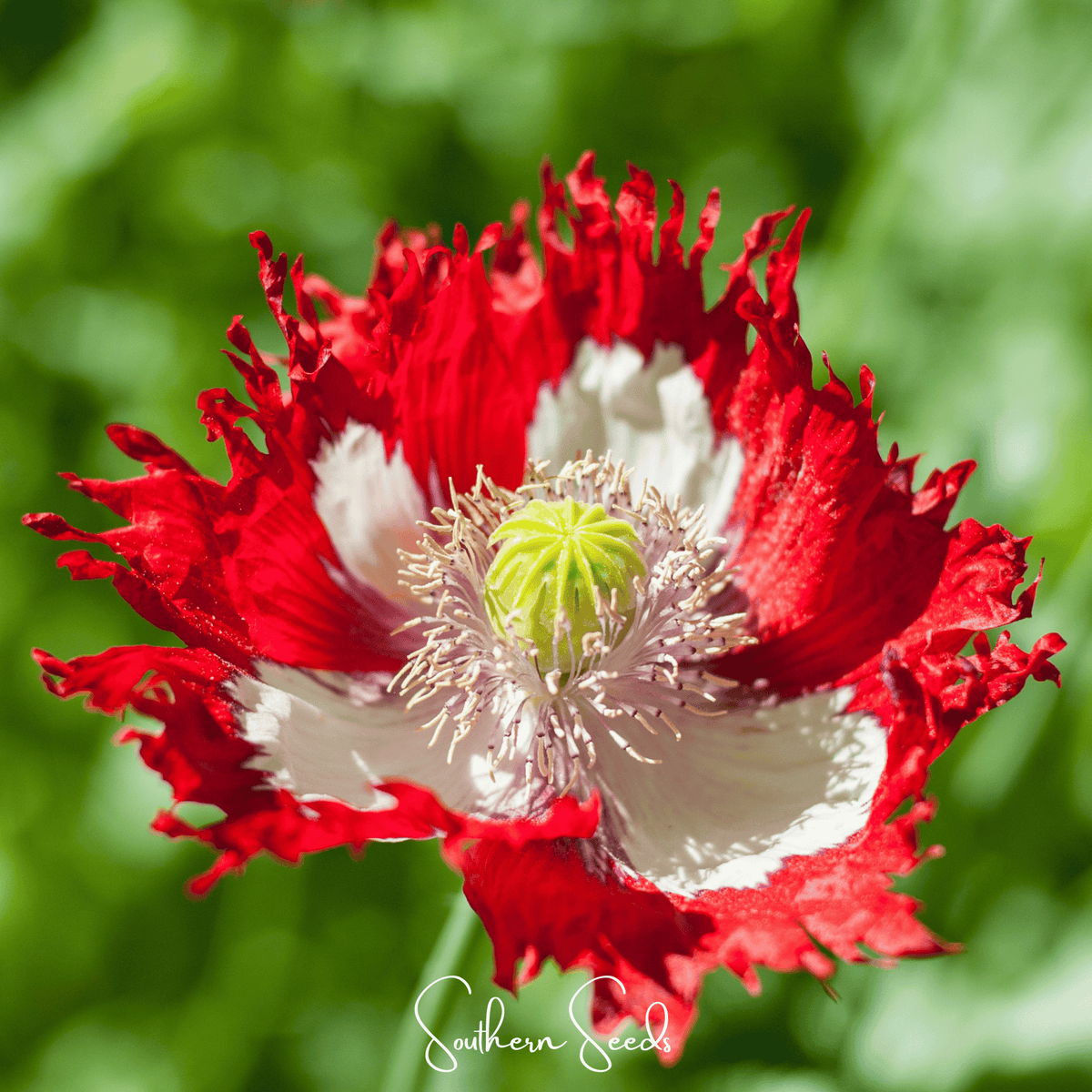 Poppy, Danish Flag (Papaver somniferum) - 100 Seeds - Seed Therapy ...