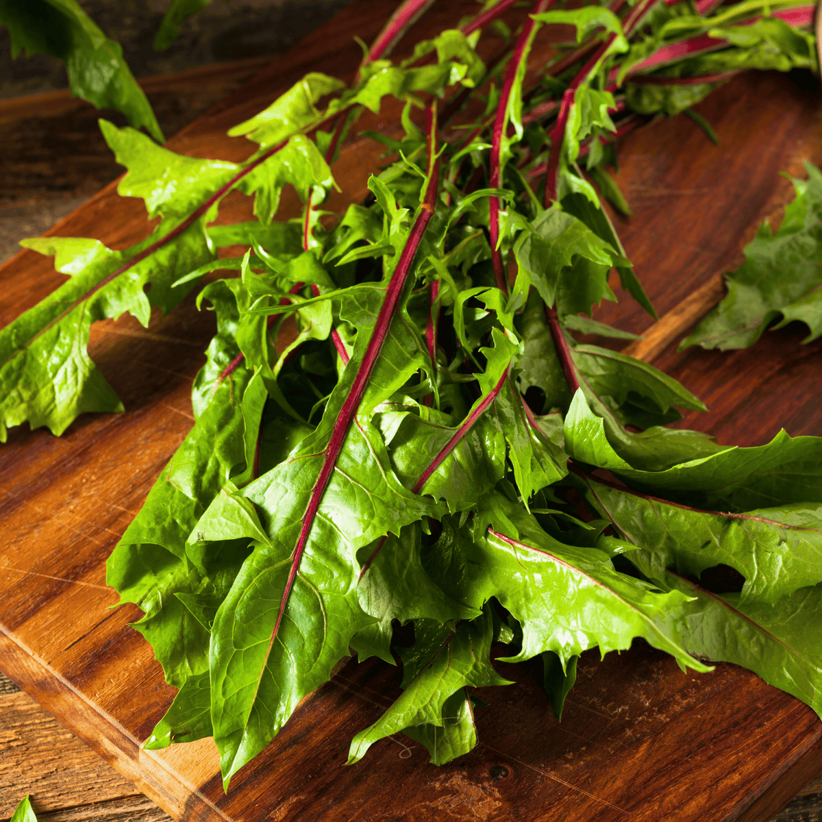 Red Italiko Chicory (Dandelion) – 50 Seeds - Seed Therapy – Southern Seeds