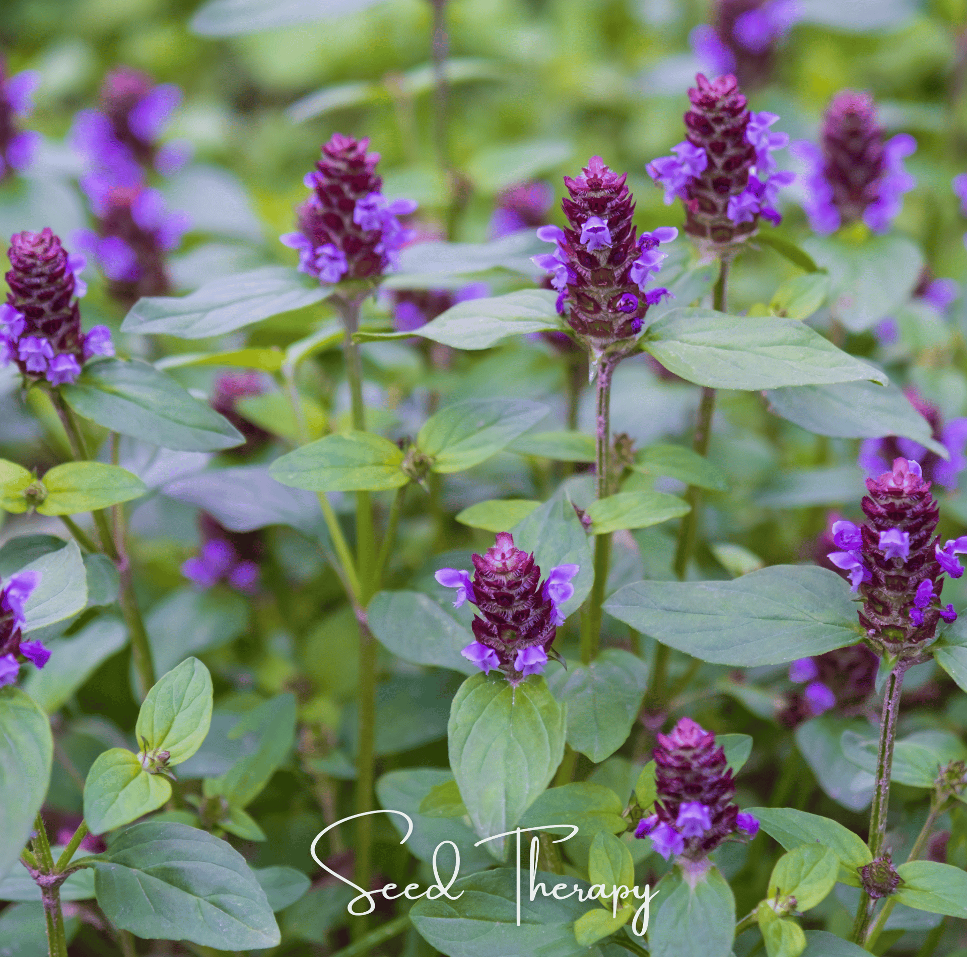 Self Heal - Heal All (Prunella vulgaris) - 50 Seeds - Seed Therapy ...