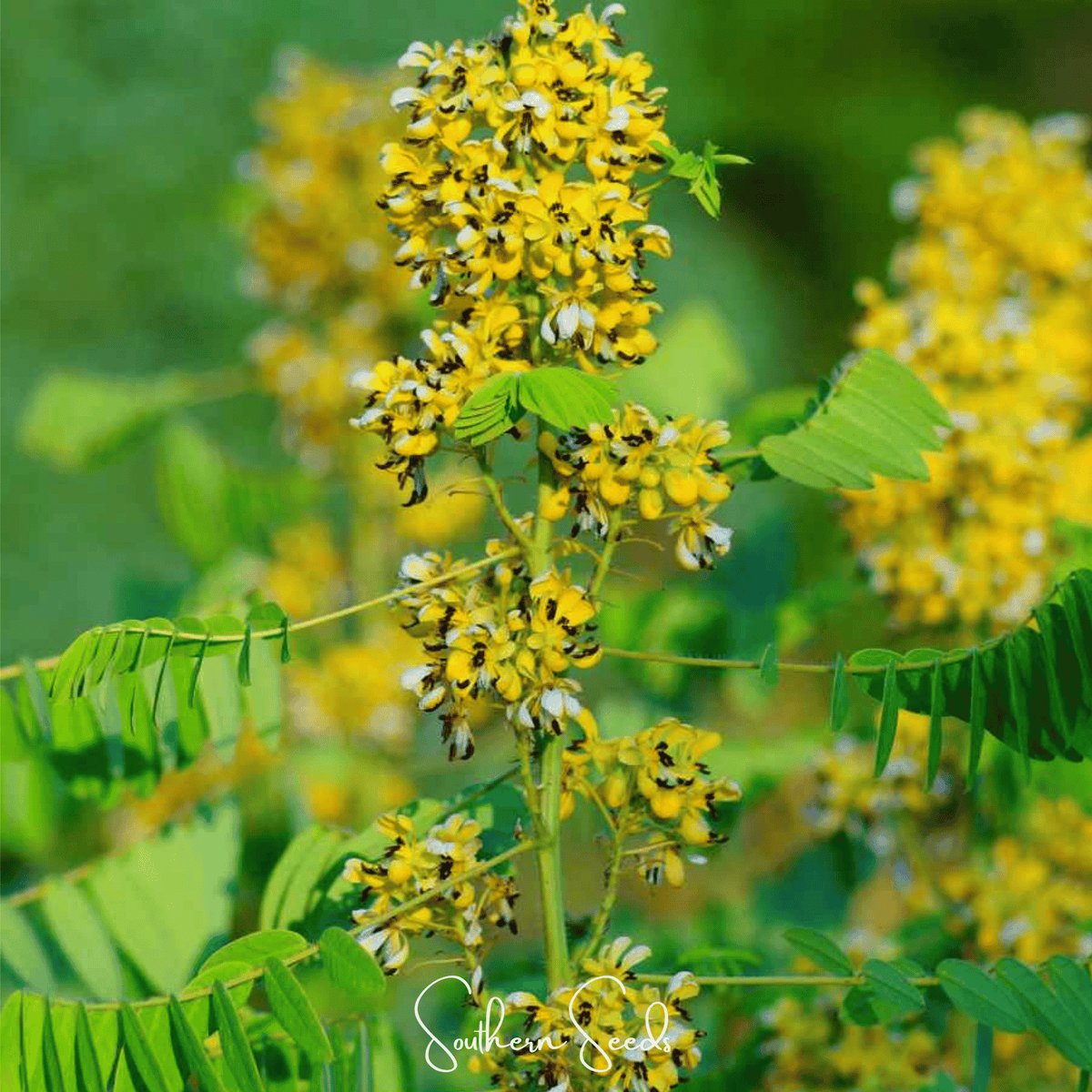 Senna, Wild (Senna hebecarpa) - 20 Seeds - Seed Therapy – Southern Seeds
