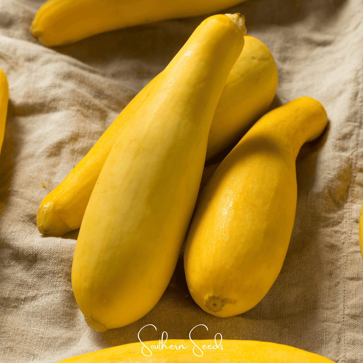 Squash Seeds & More – Heirloom Varieties | Seed Therapy – Southern Seeds