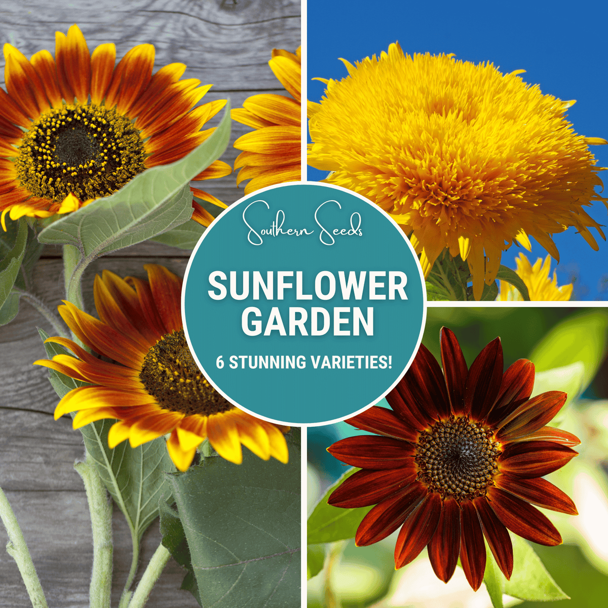 Sunflower Seed Collection - 6 Varieties - Seed Therapy – Southern Seeds