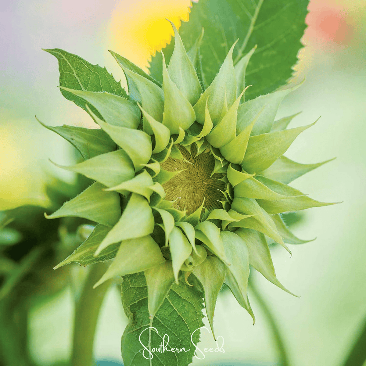 Sunflower, SunFill Green (Helianthus annuus) - 25 Seeds - Seed Therapy ...