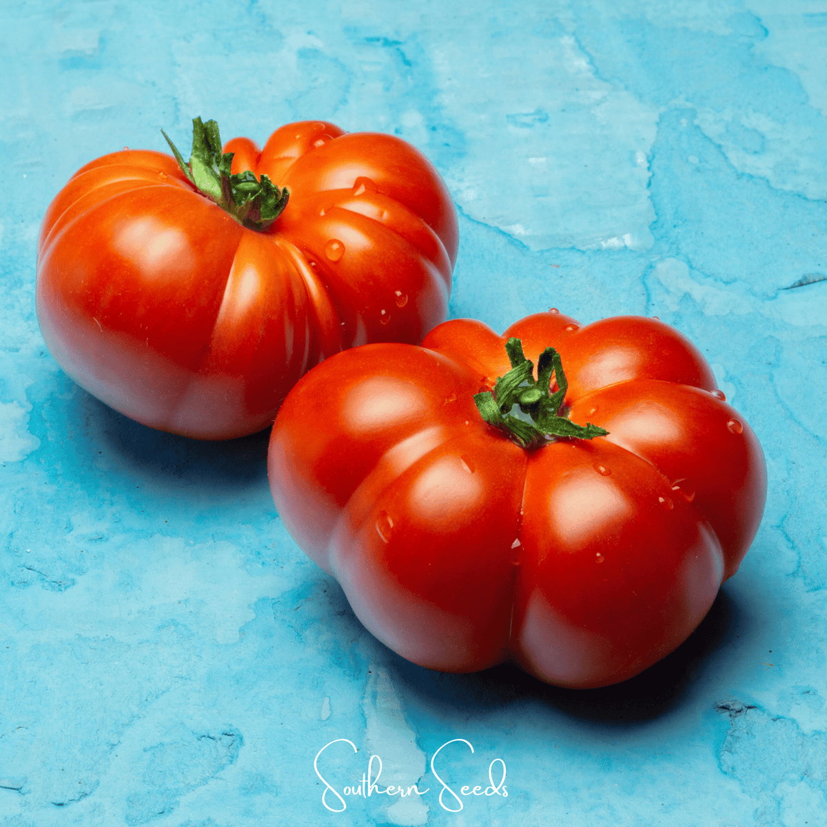 Tomato, Brandywine Red (Lycopersicon esculentum) - 50 Seeds - Southern ...