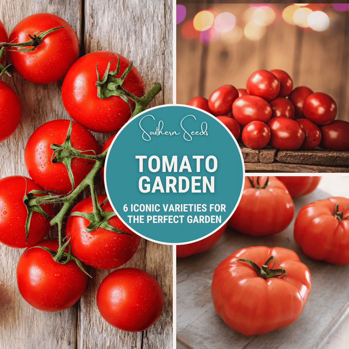 Tomato Garden Seed Collection - 6 Varieties - Seed Therapy – Southern Seeds