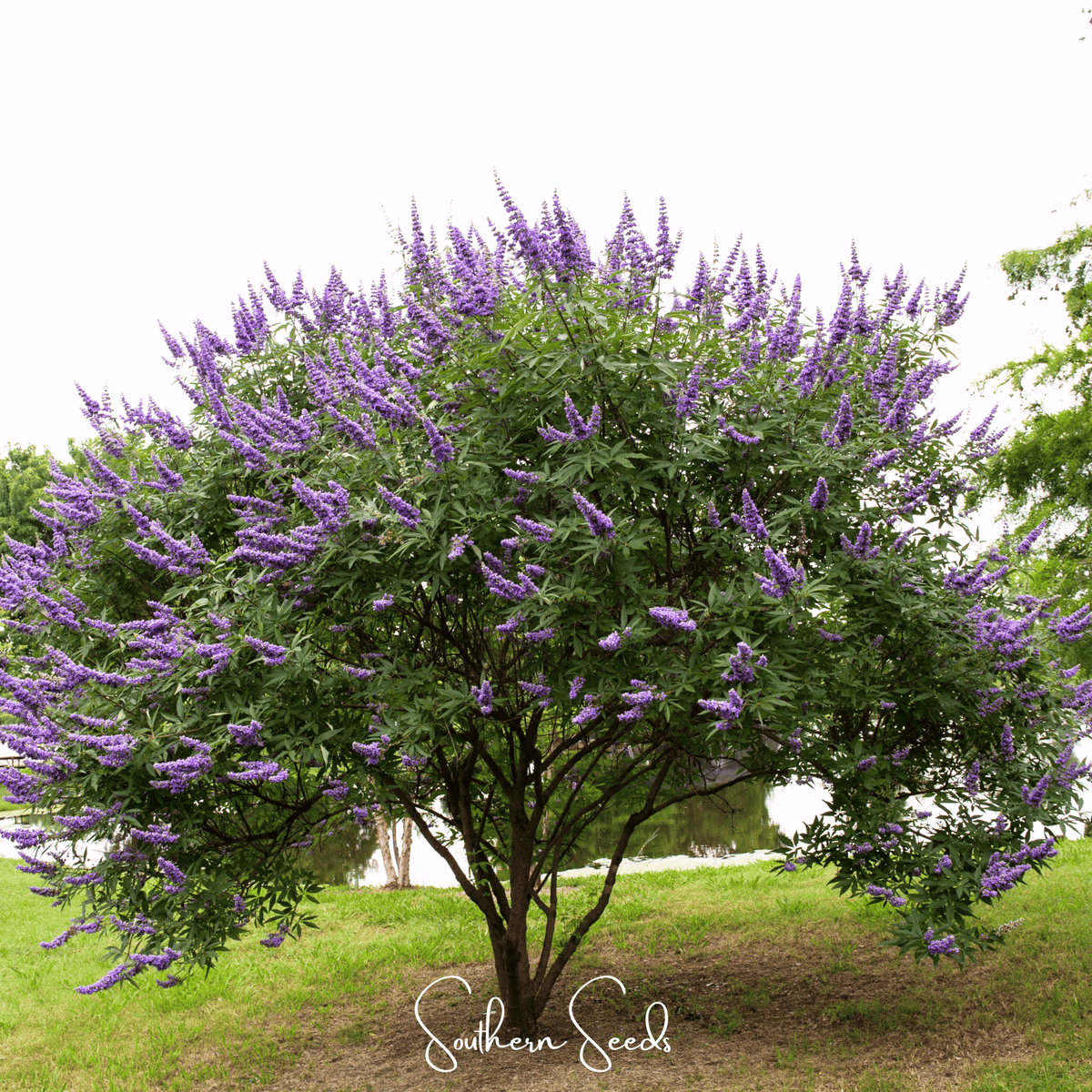 Vitex, Chaste Tree - Texas Lilac (Vitex agnus-castus) - 20 Seeds ...