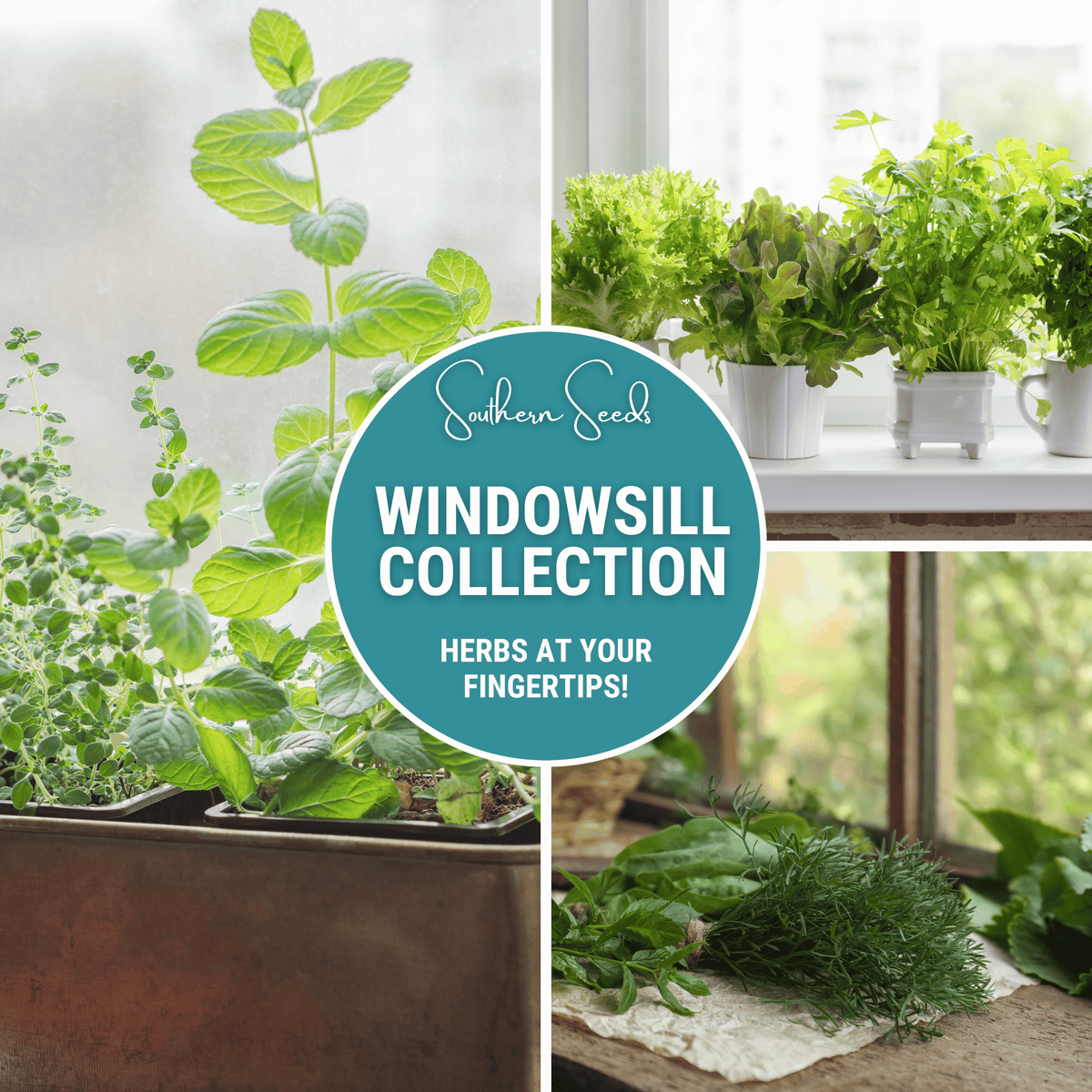 Windowsill Herb Seed Collection - 6 Culinary Herbs - Southern Seeds