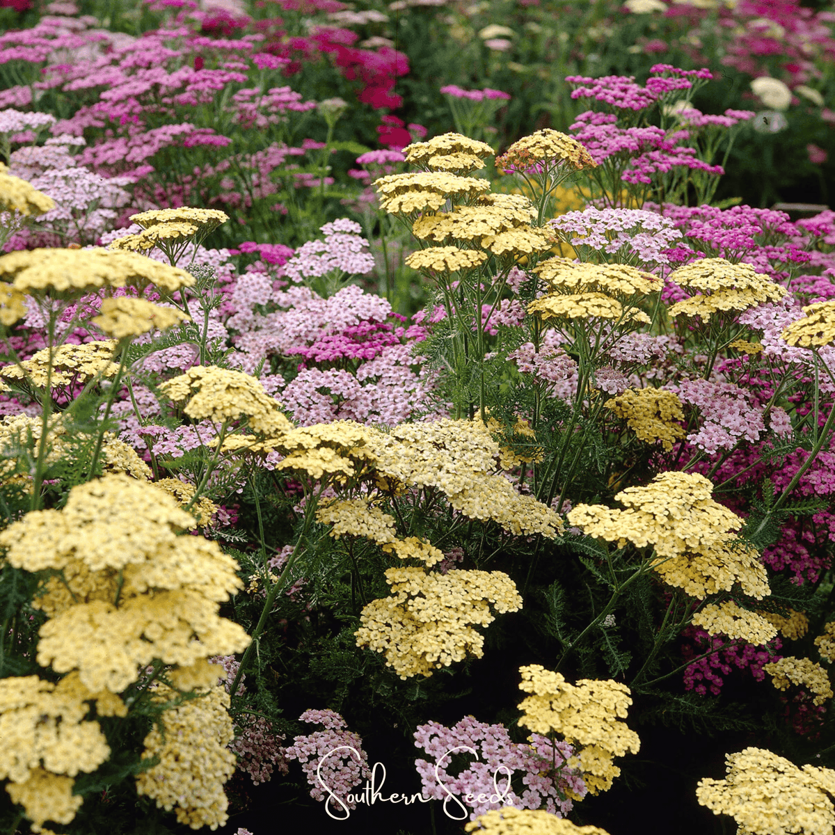 Yarrow, Summer Pastels (Achillea millefolium) - 50 seeds - Seed Therapy ...