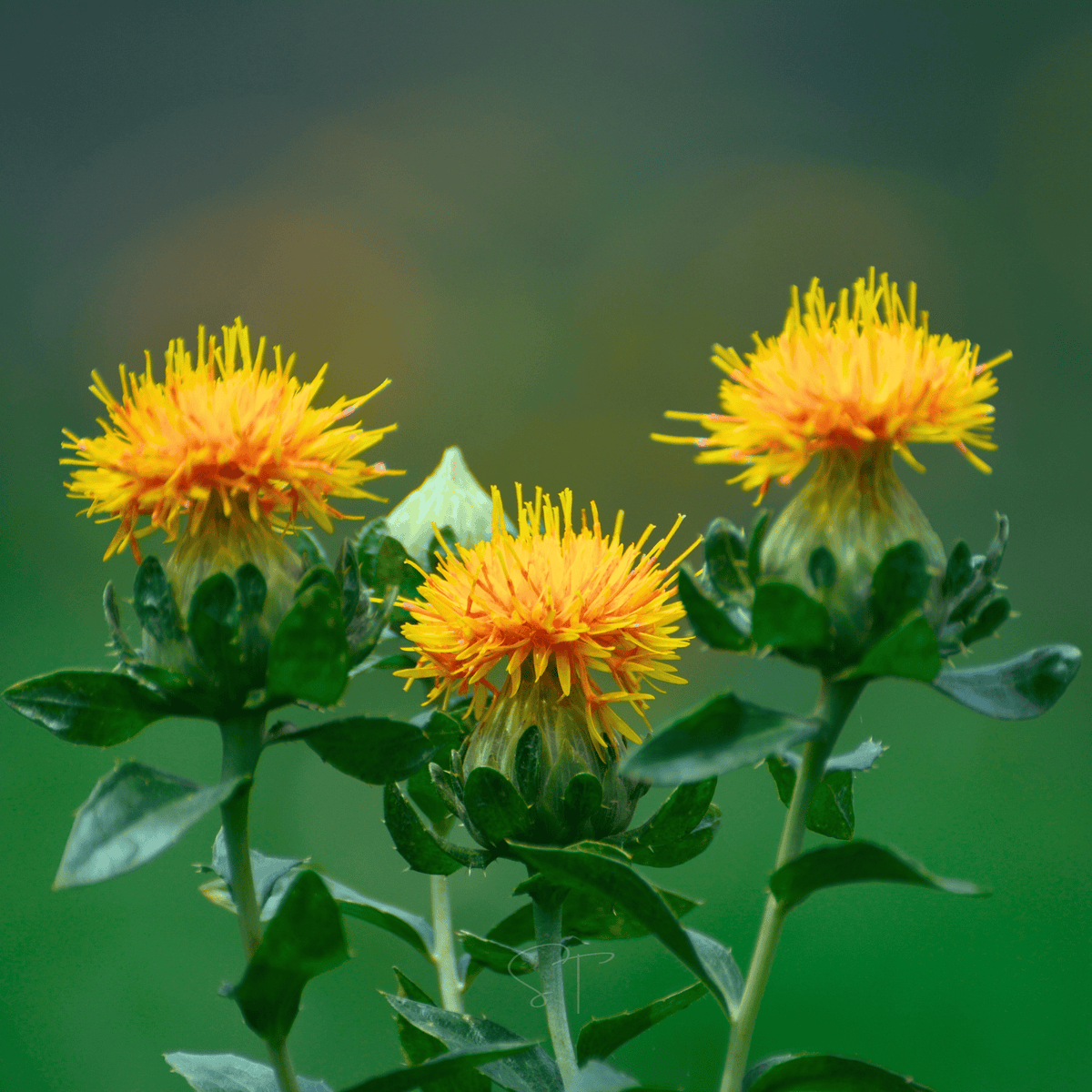 Zanzibar Safflower Seeds – Heirloom Medicinal Herb, GMO Free, Golden ...