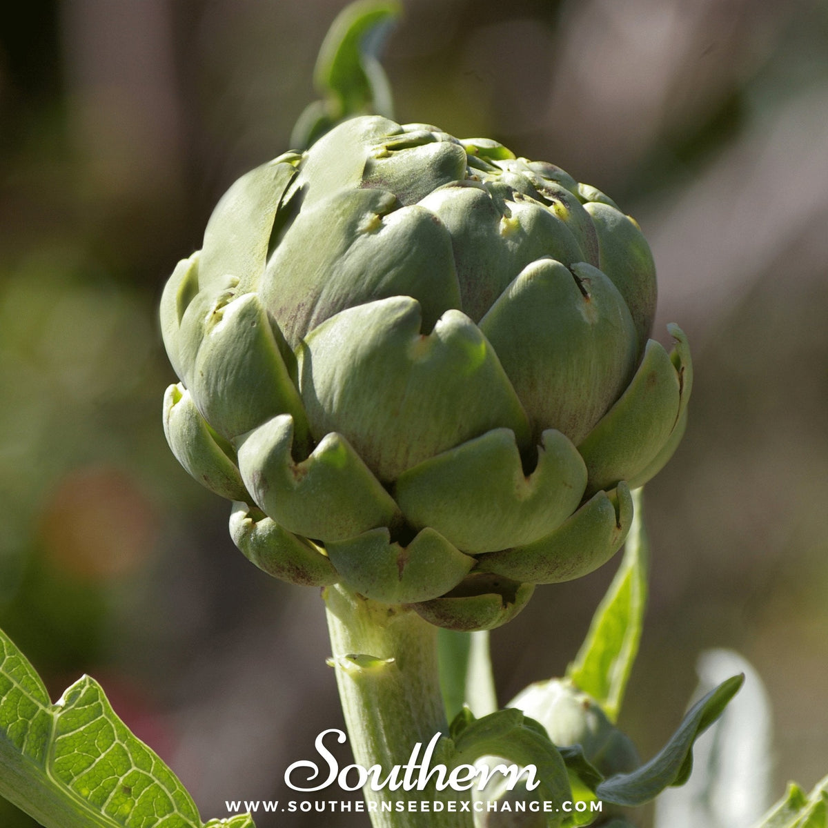 Artichoke, Green Globe (Cynara cardunculus) - 25 Seeds - Southern Seeds