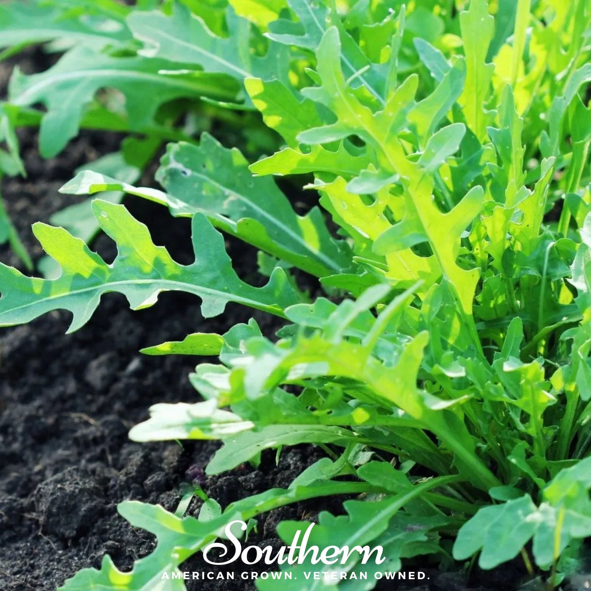 Arugula, Wild (Diplotaxis tenuifolia) - 500 Seeds - Seed Therapy ...