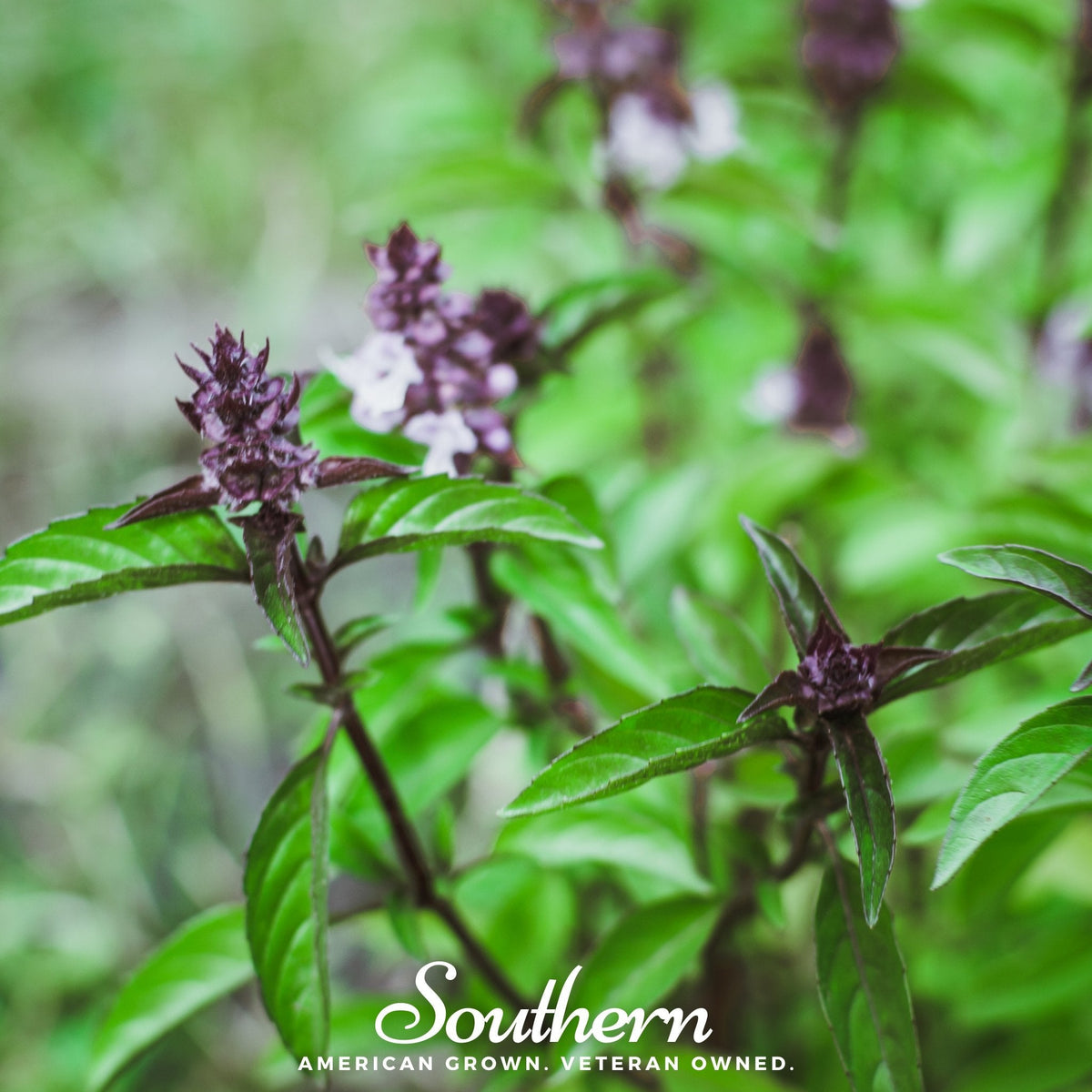 Basil, Anise (Ocimum basilicum) - 250 Seeds - Seed Therapy – Southern Seeds