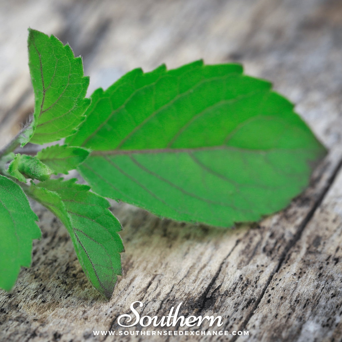 Basil, Holy Tulsi (Ocimum sanctum) - 250 Seeds - Seed Therapy ...