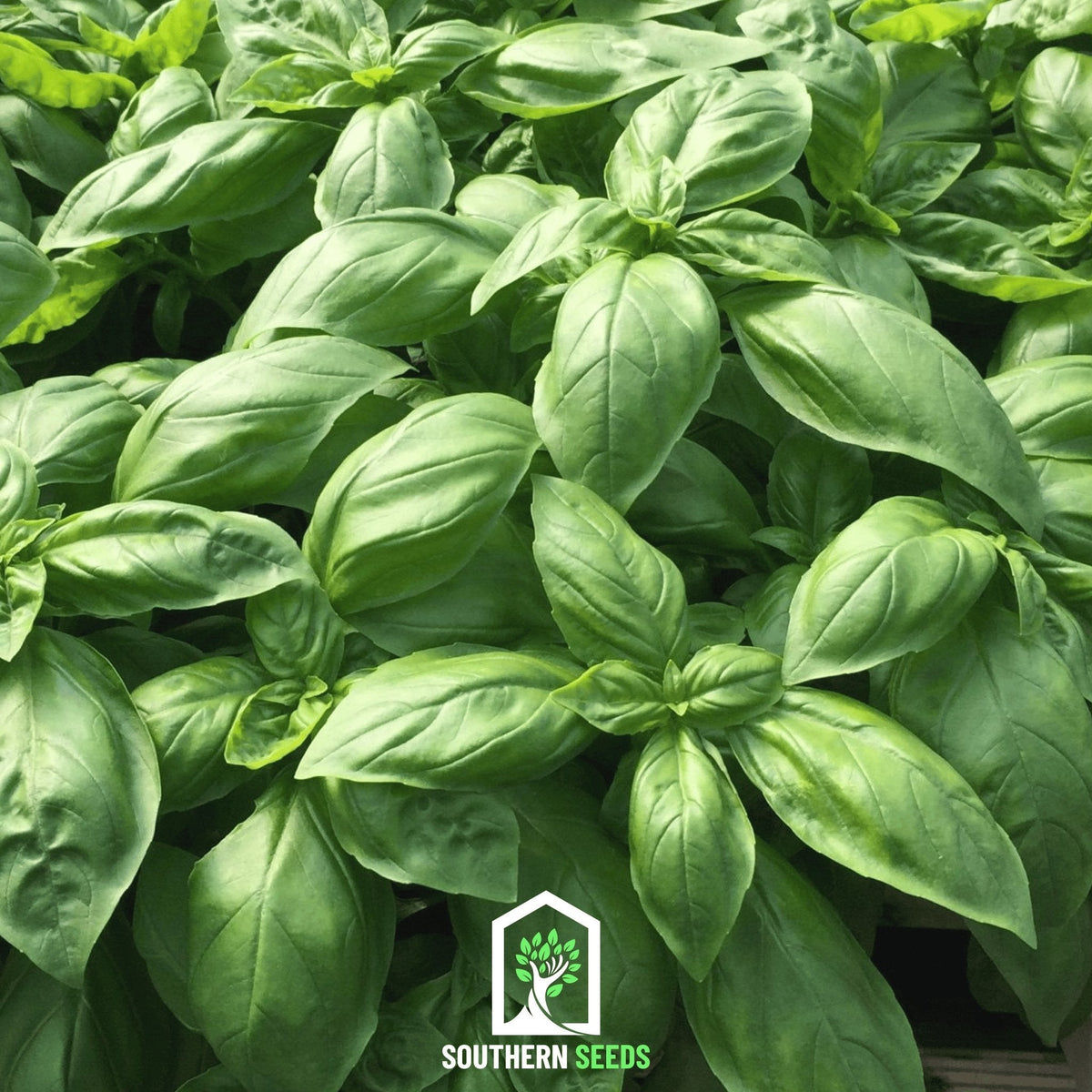 Basil, Italian Large Leaf (Ocimum basilicum) - 250 Seeeds - Southern Seeds