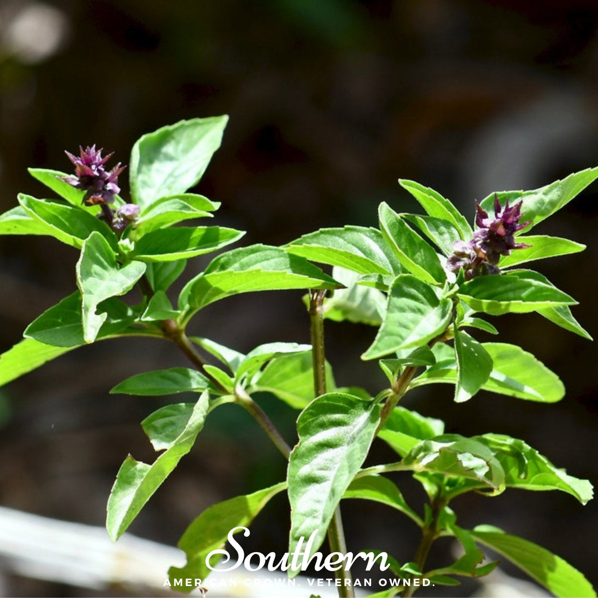 Basil, Licorice (Ocimum basilicum) - 250 Seeds - Seed Therapy ...