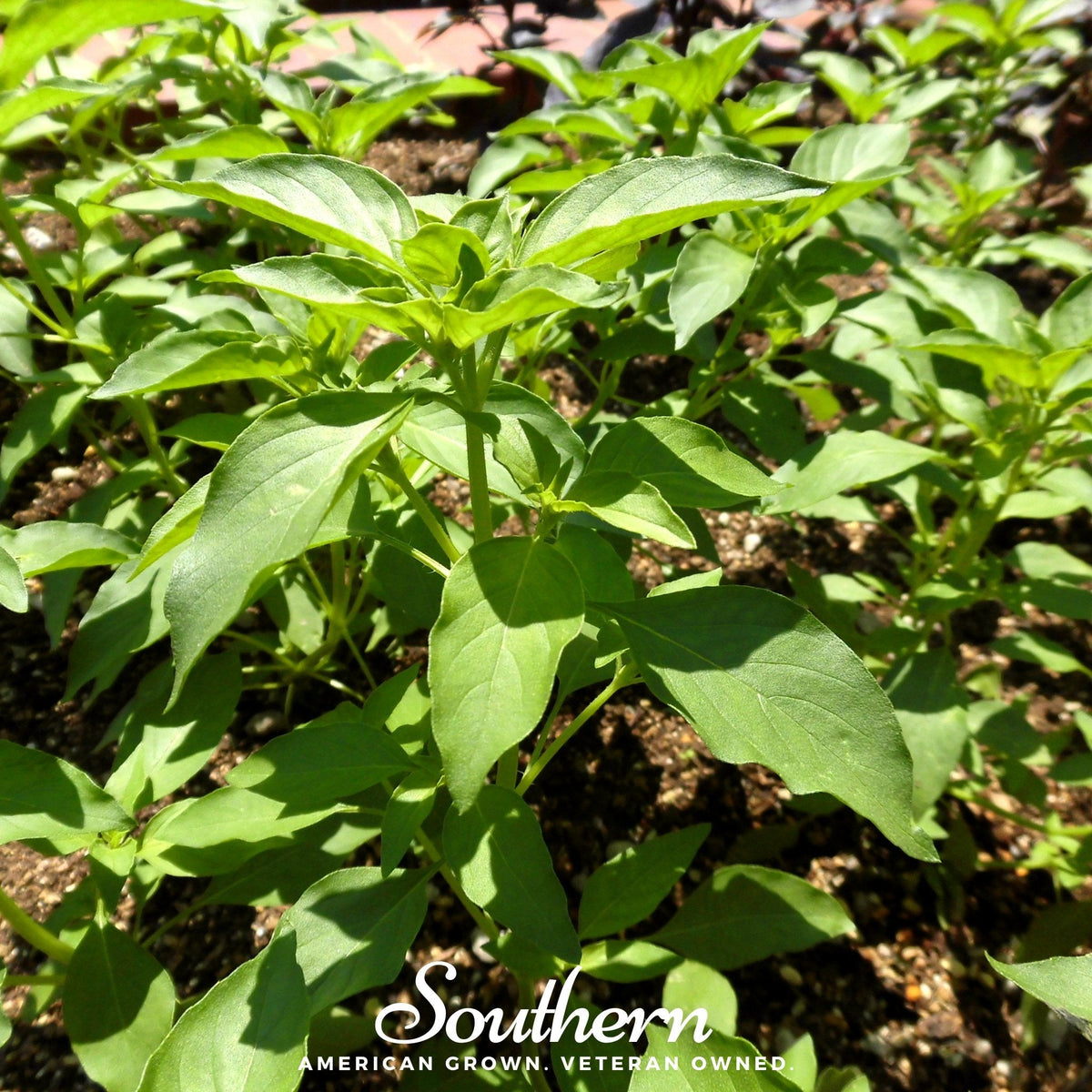 Basil, Lime (Ocimum basilicum) - 250 Seeds - Seed Therapy – Southern Seeds