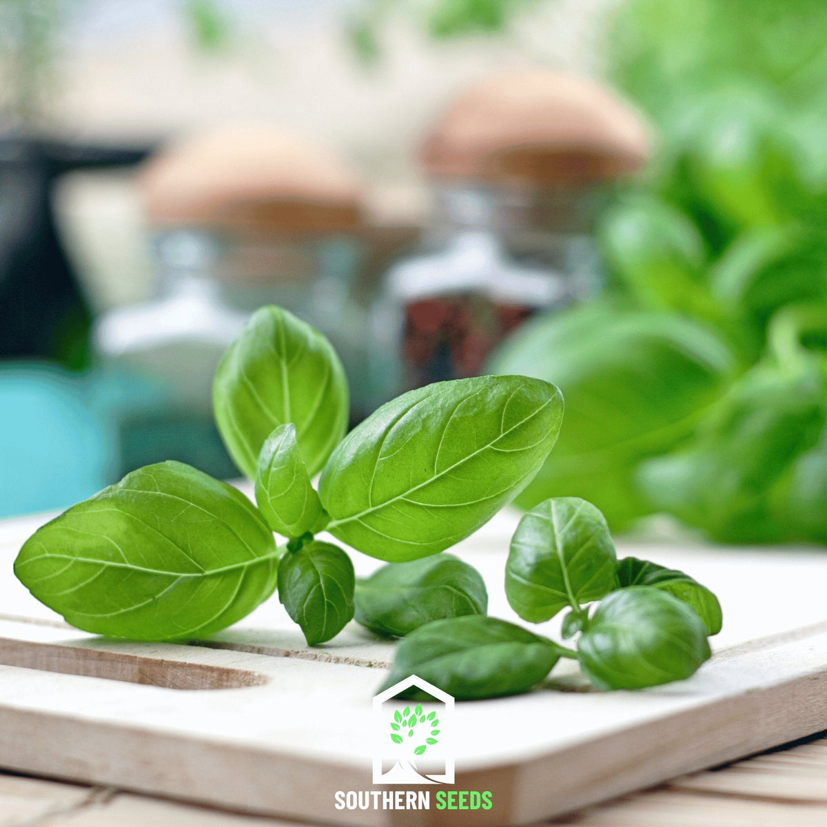 Basil, Sweet (Ocimum basilicum) - 250 Seeds - Seed Therapy – Southern Seeds