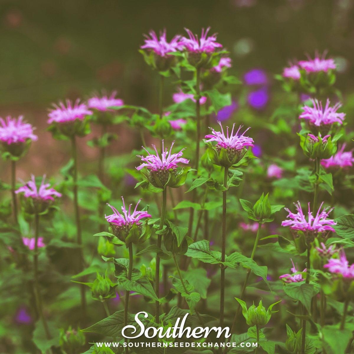 Bee Balm (Monarda) Seeds & More – Heirloom Varieties | Seed Therapy ...