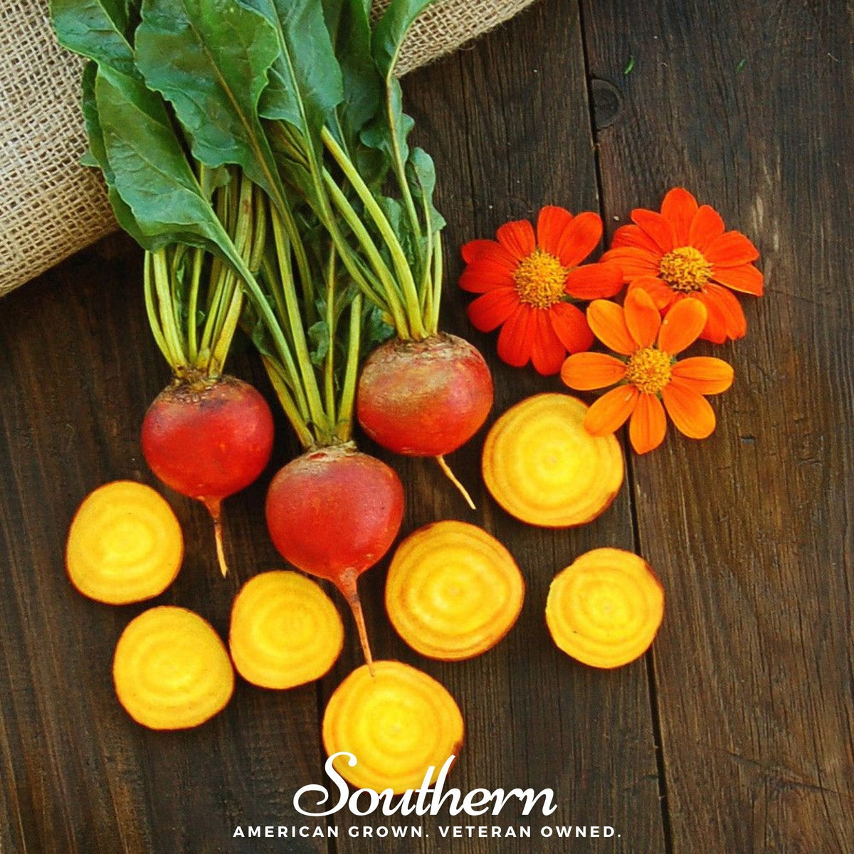 Beet, Touchstone (Beta vulgaris) - 50 Seeds - Seed Therapy – Southern Seeds