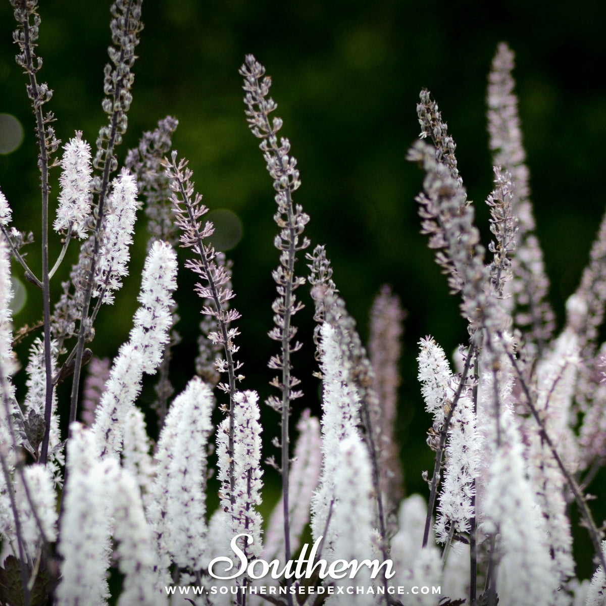 Black Cohosh - Bugbane (Cimicifuga ramosa) - 25 Seeds - Seed Therapy ...