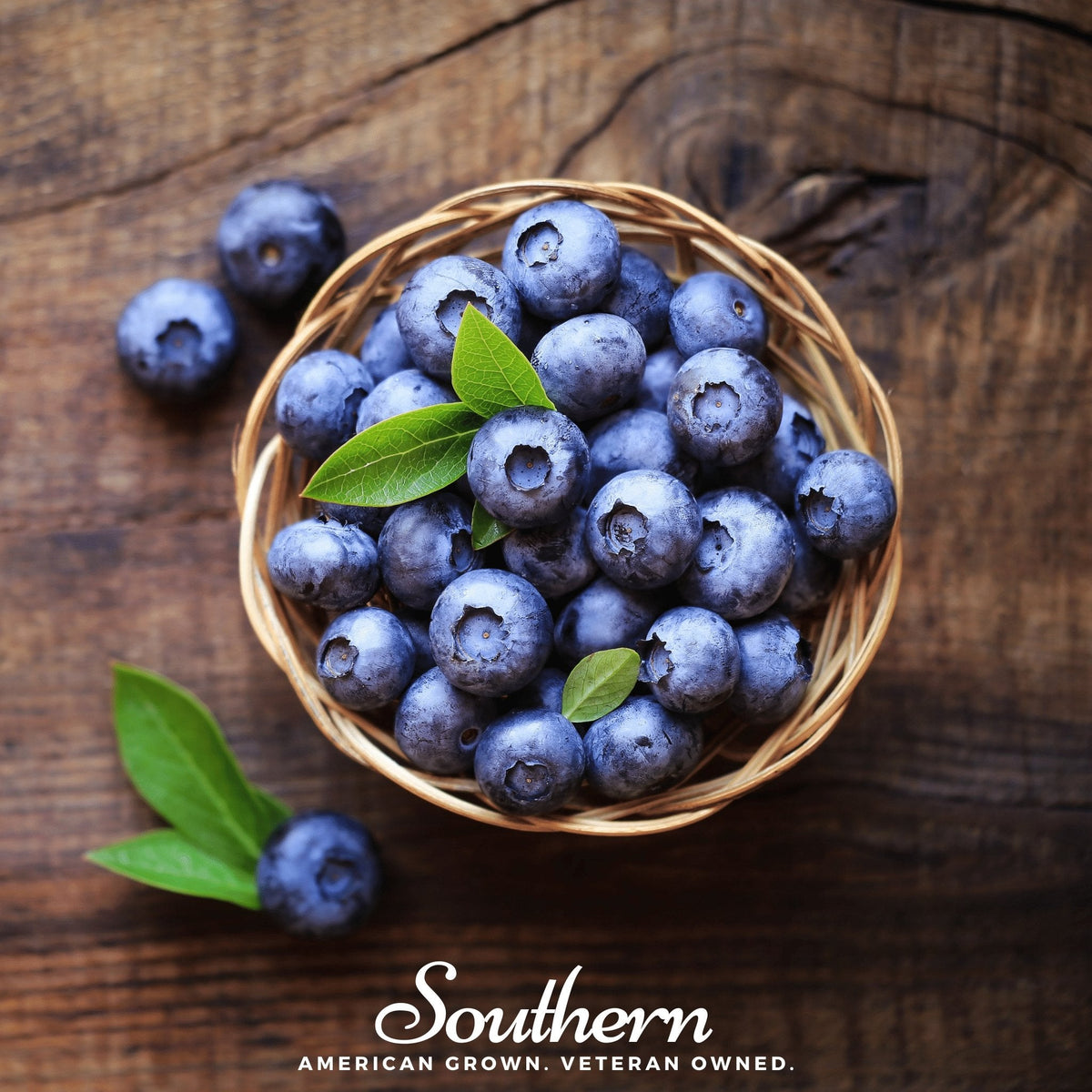 Blueberry Seeds & More – Heirloom Varieties | Seed Therapy – Southern Seeds