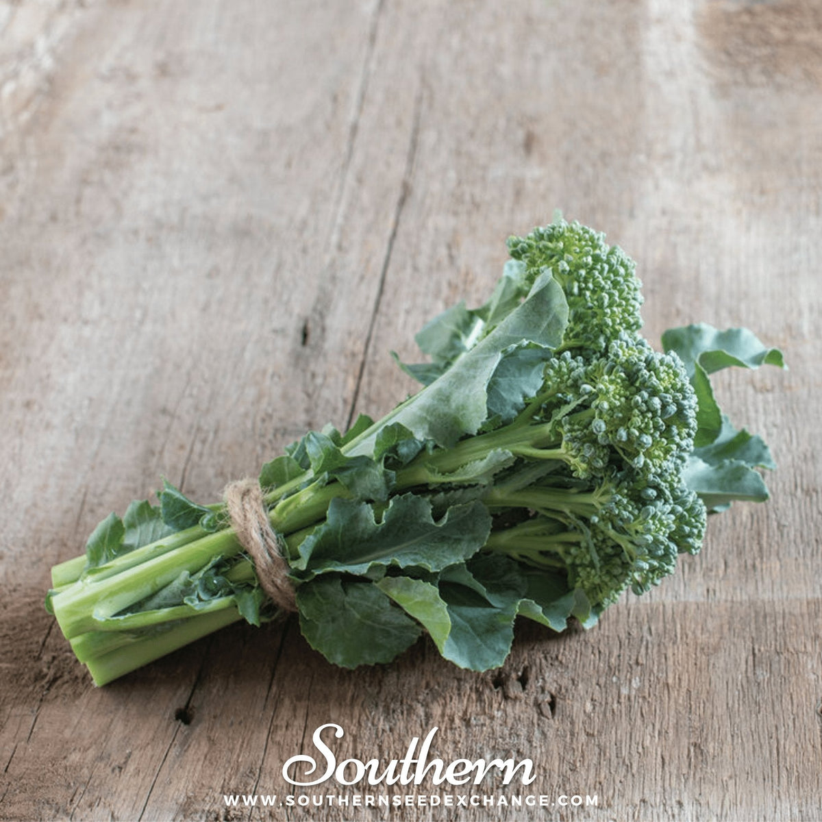 Broccoli, Di Cicco (Brassica oleracea) - 200 Seeds - Seed Therapy ...