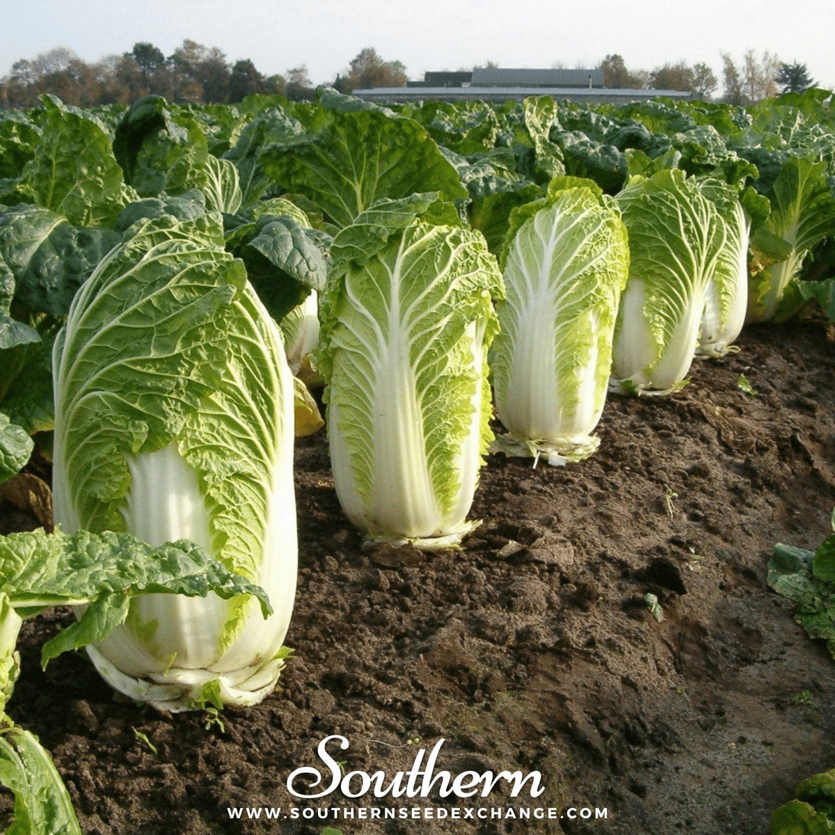 Cabbage, Napa Michihili Heading (Brassica oleracea) - 100 Seeds - Seed ...