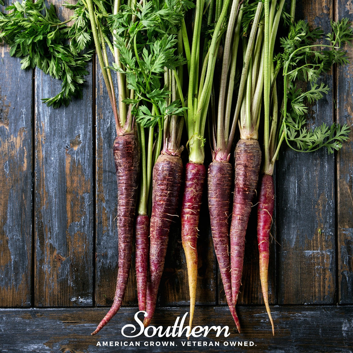 Carrot, Cosmic Purple (Daucus carota) - 250 Seeds - Seed Therapy ...
