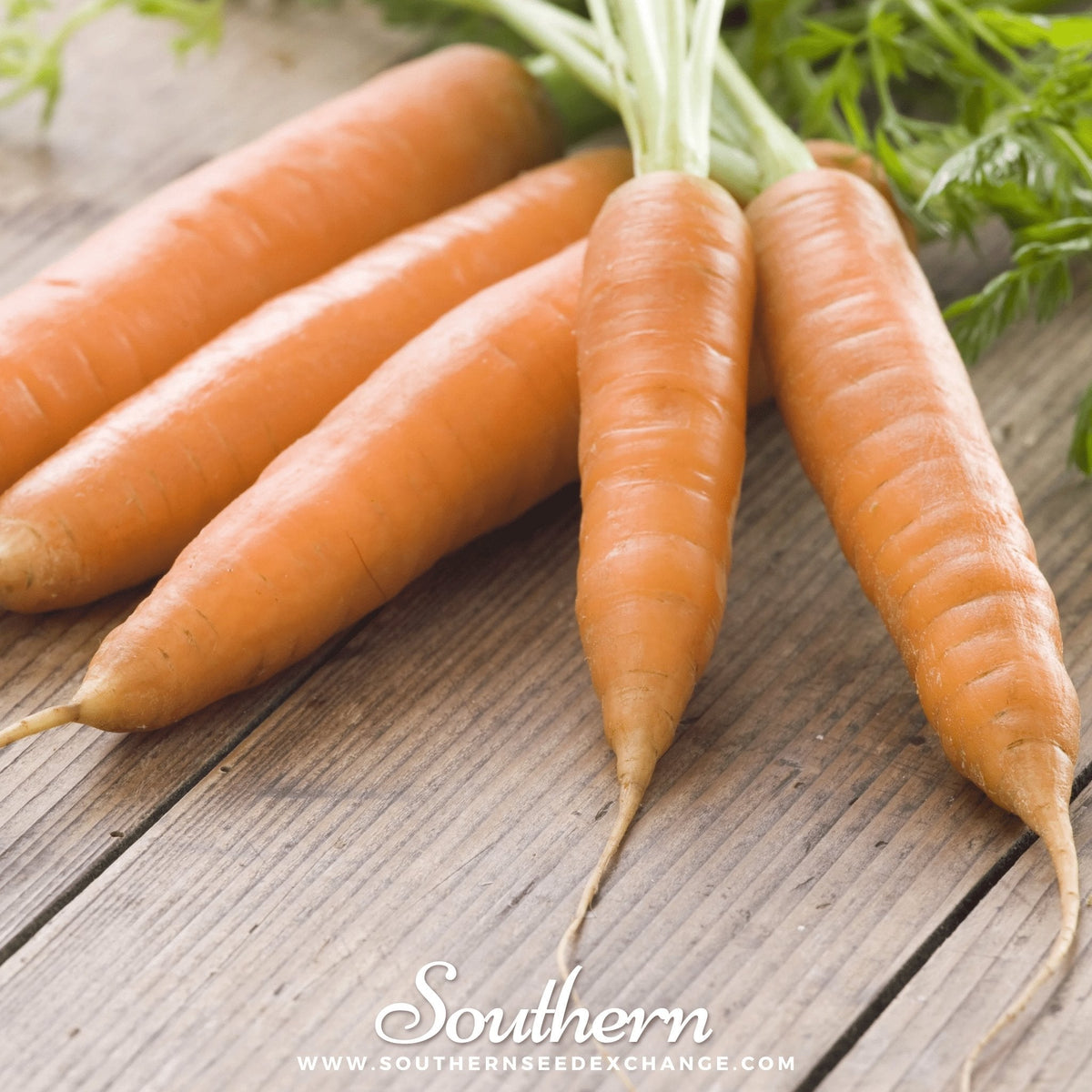 Carrot, Little Finger (Daucus carota) - 250 Seeds - Seed Therapy ...