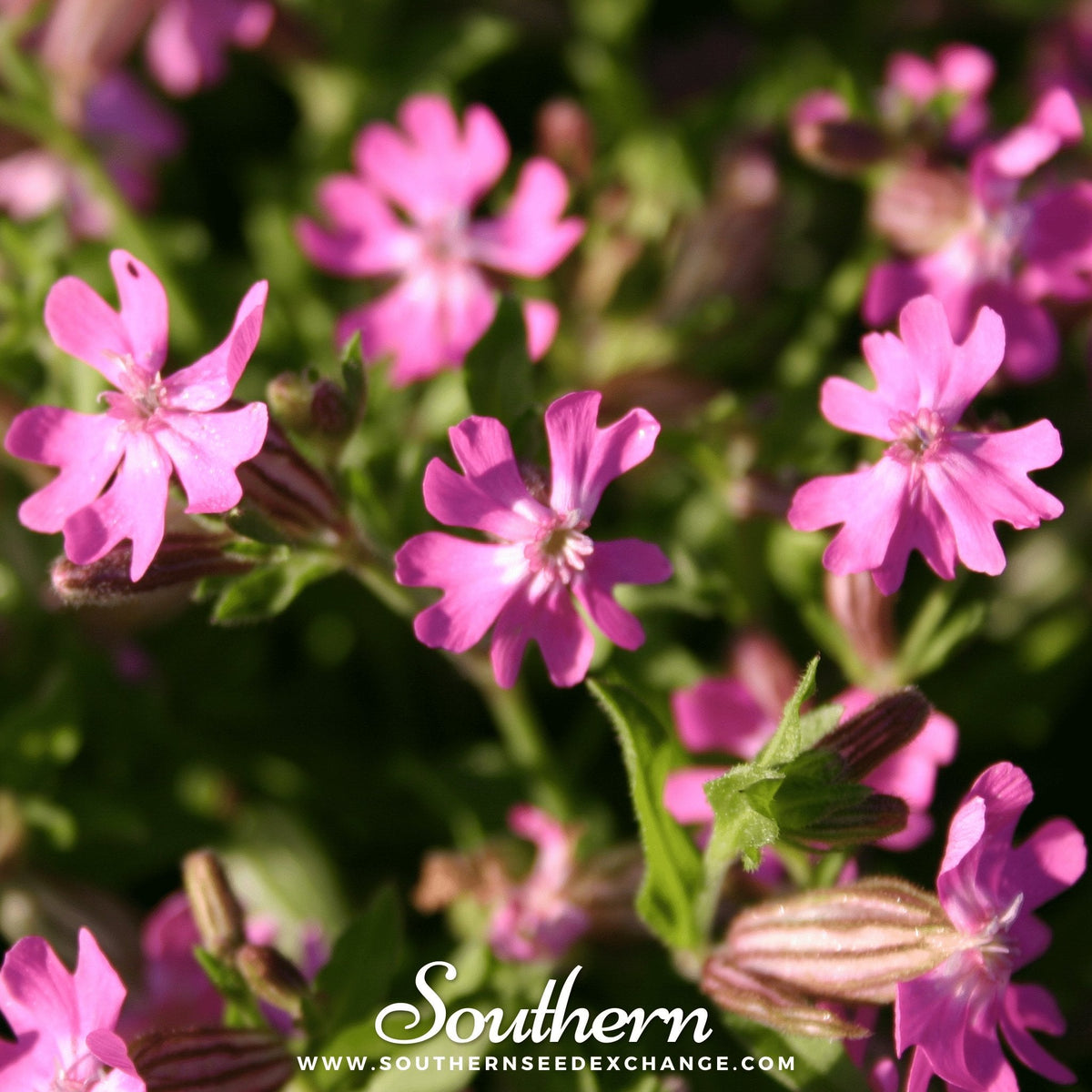Catchfly Seeds & More – Heirloom Varieties | Seed Therapy – Southern Seeds