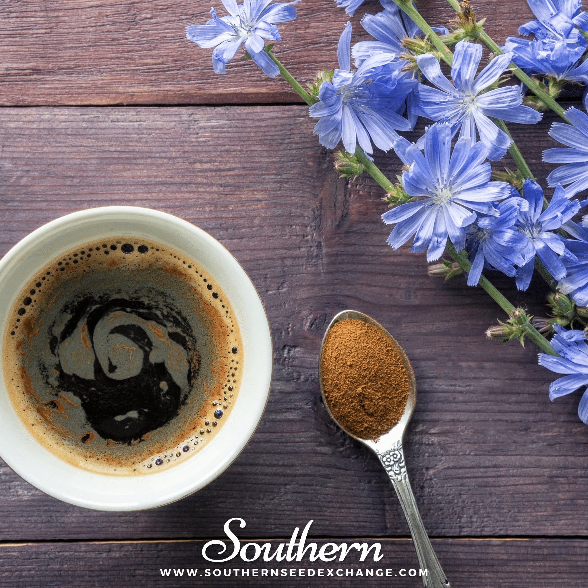 Chicory (Cichorium Intybus) - 200 Seeds - Seed Therapy – Southern Seeds