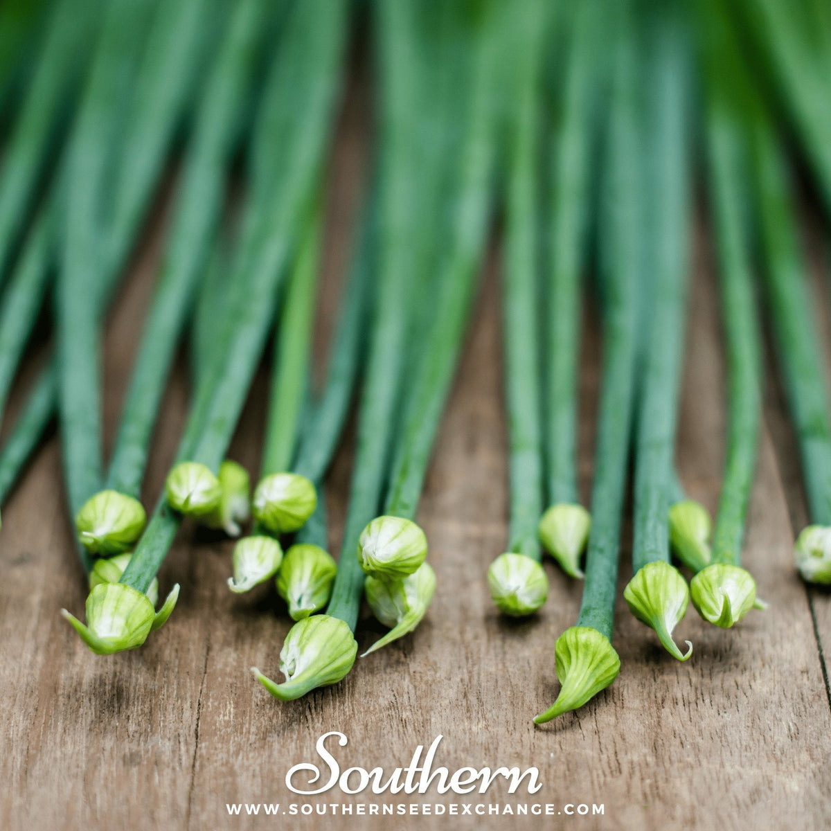 Chives, Garlic (Allium tuberosum) - 250 Seeds - Seed Therapy – Southern ...
