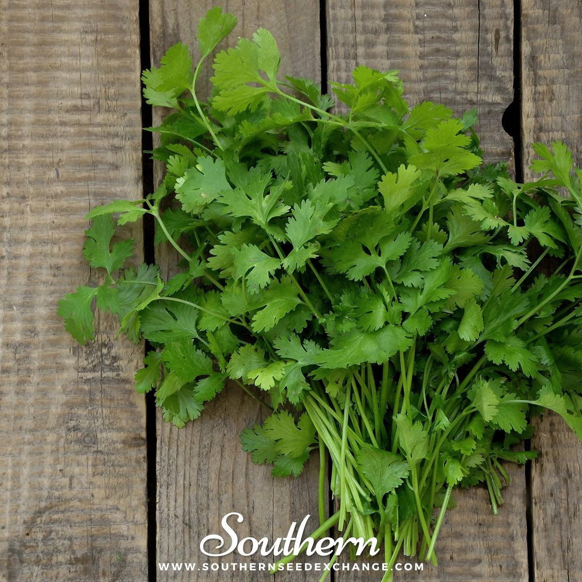 Cilantro, Calypso (Coriandrum sativum) - 100 Seeds - Seed Therapy ...