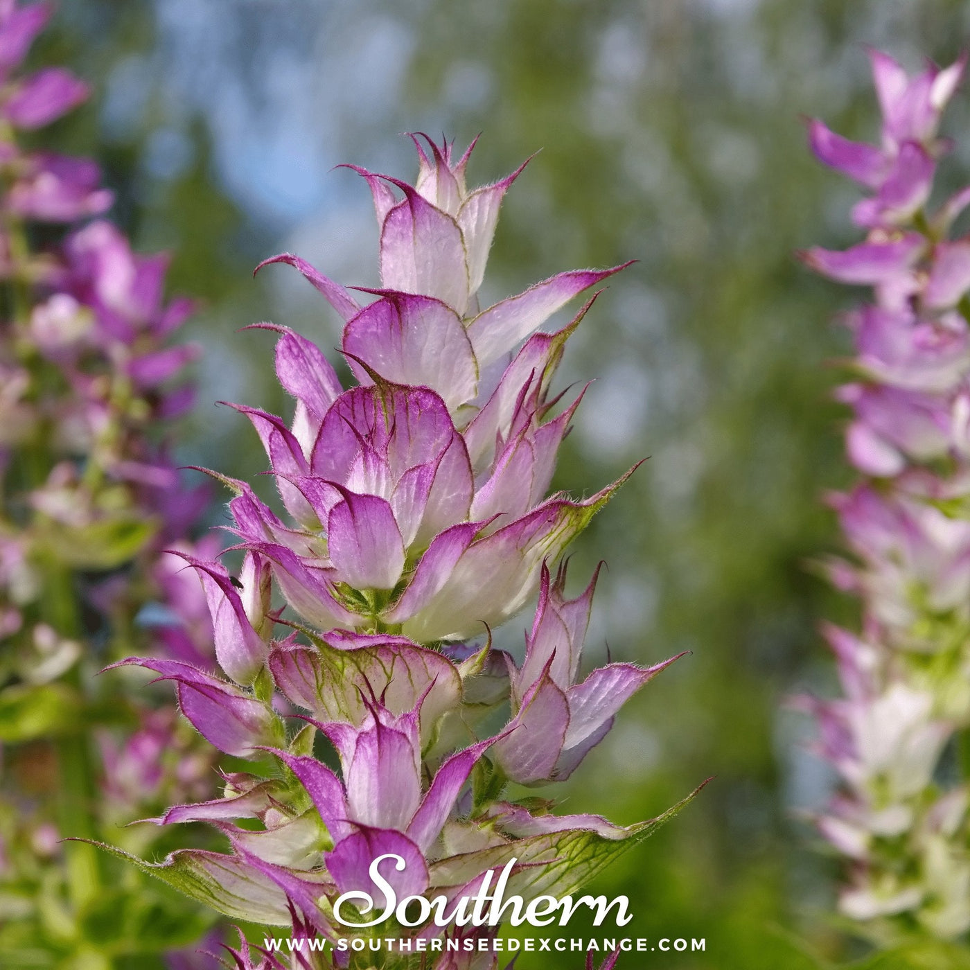 Sage Seeds & More – Heirloom Varieties | Seed Therapy – Southern Seeds