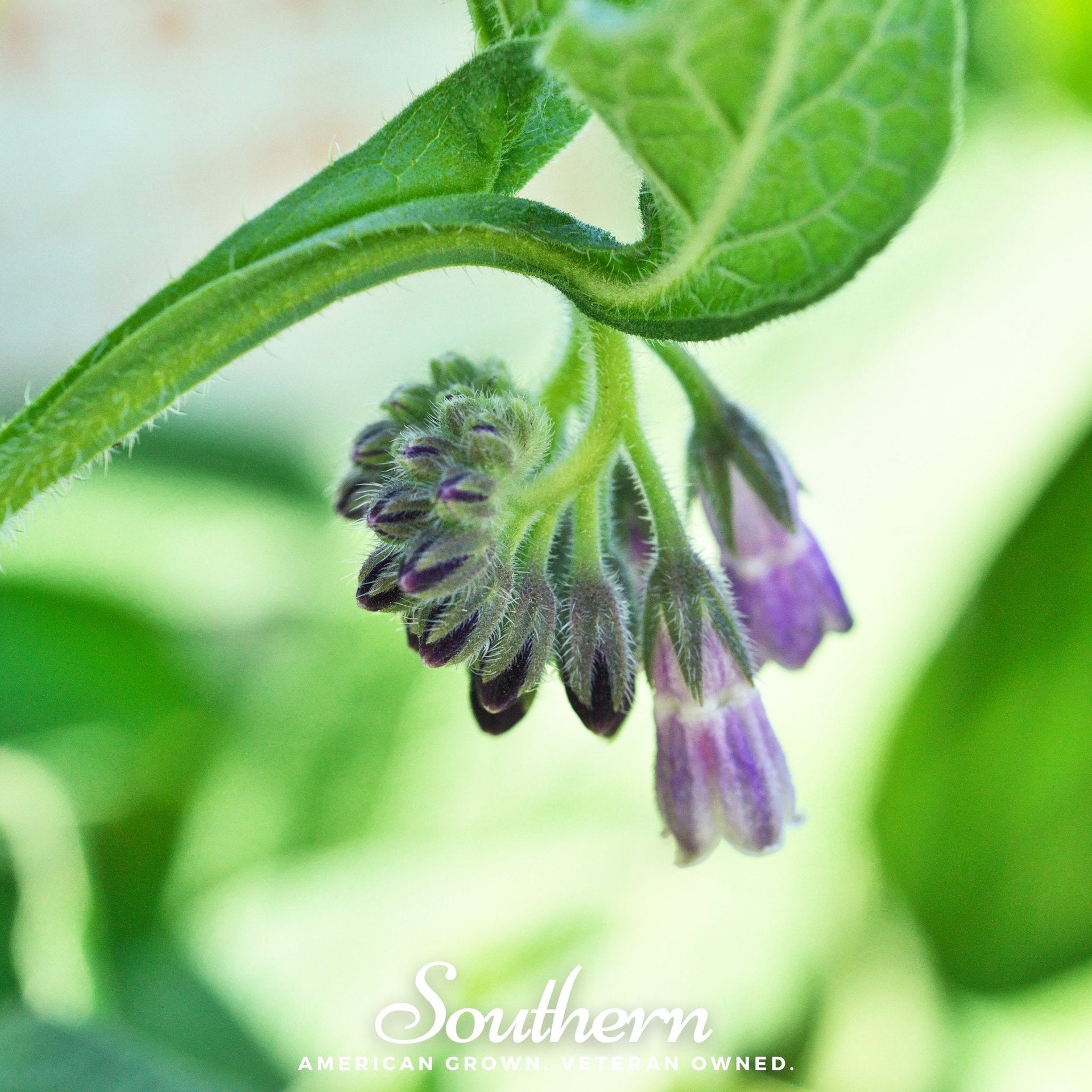 Comfrey, True (Symphytum officinale) - 20 Seeds - Seed Therapy ...