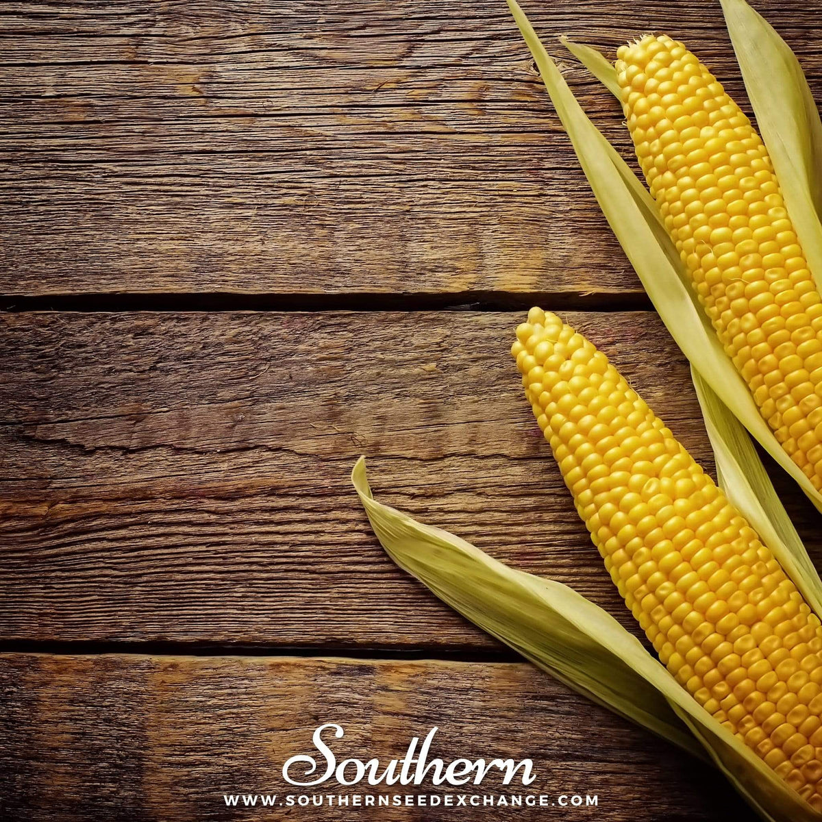 Corn Seeds & More – Heirloom Varieties | Seed Therapy – Southern Seeds