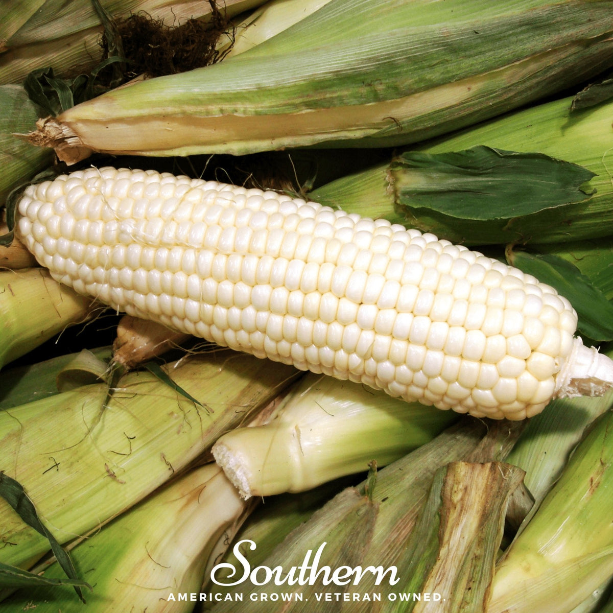 Corn, Stowells Evergreen Sweet (Zea mays) - 30 Seeds - Seed Therapy ...
