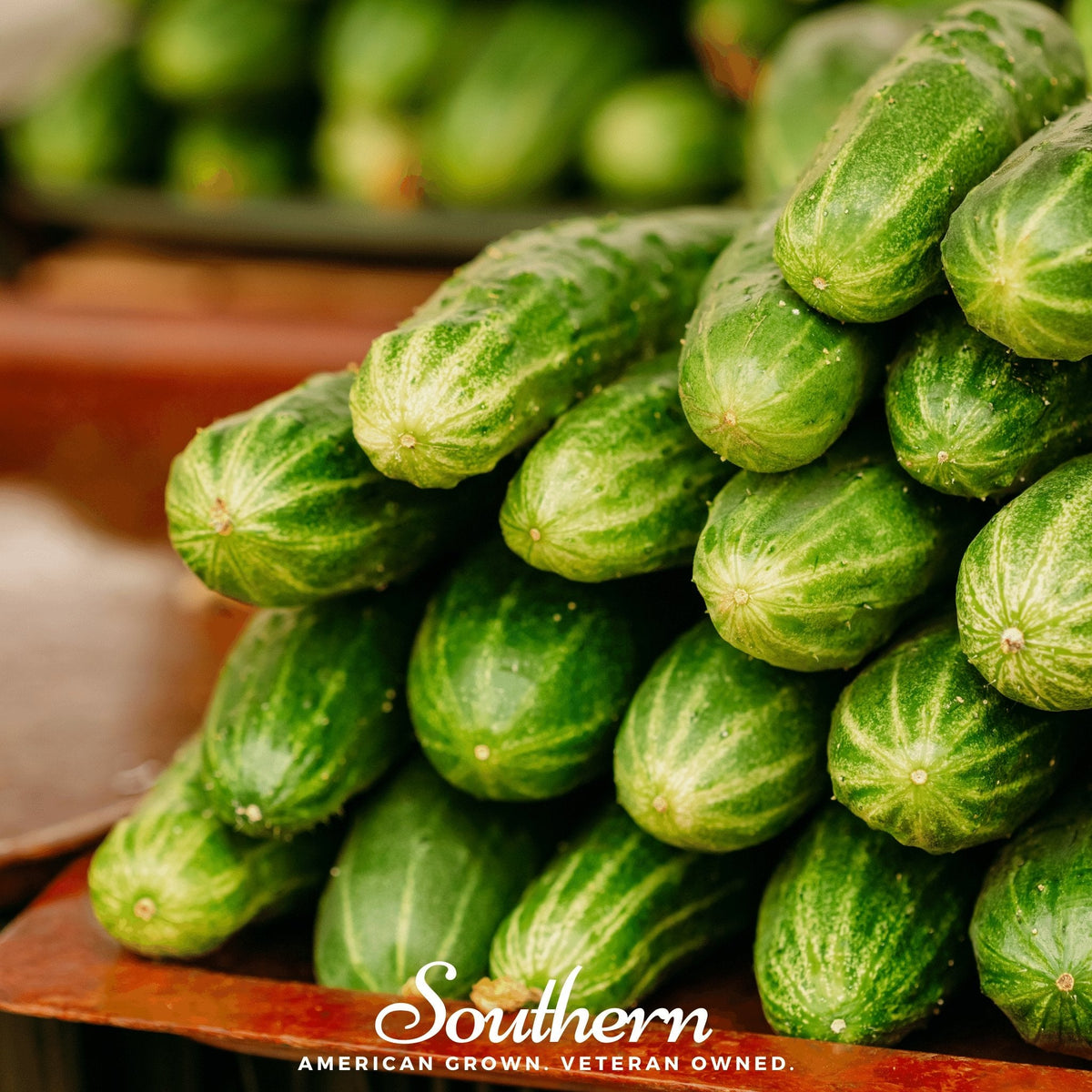 Cucumber Seeds & More – Heirloom Varieties | Seed Therapy – Southern Seeds