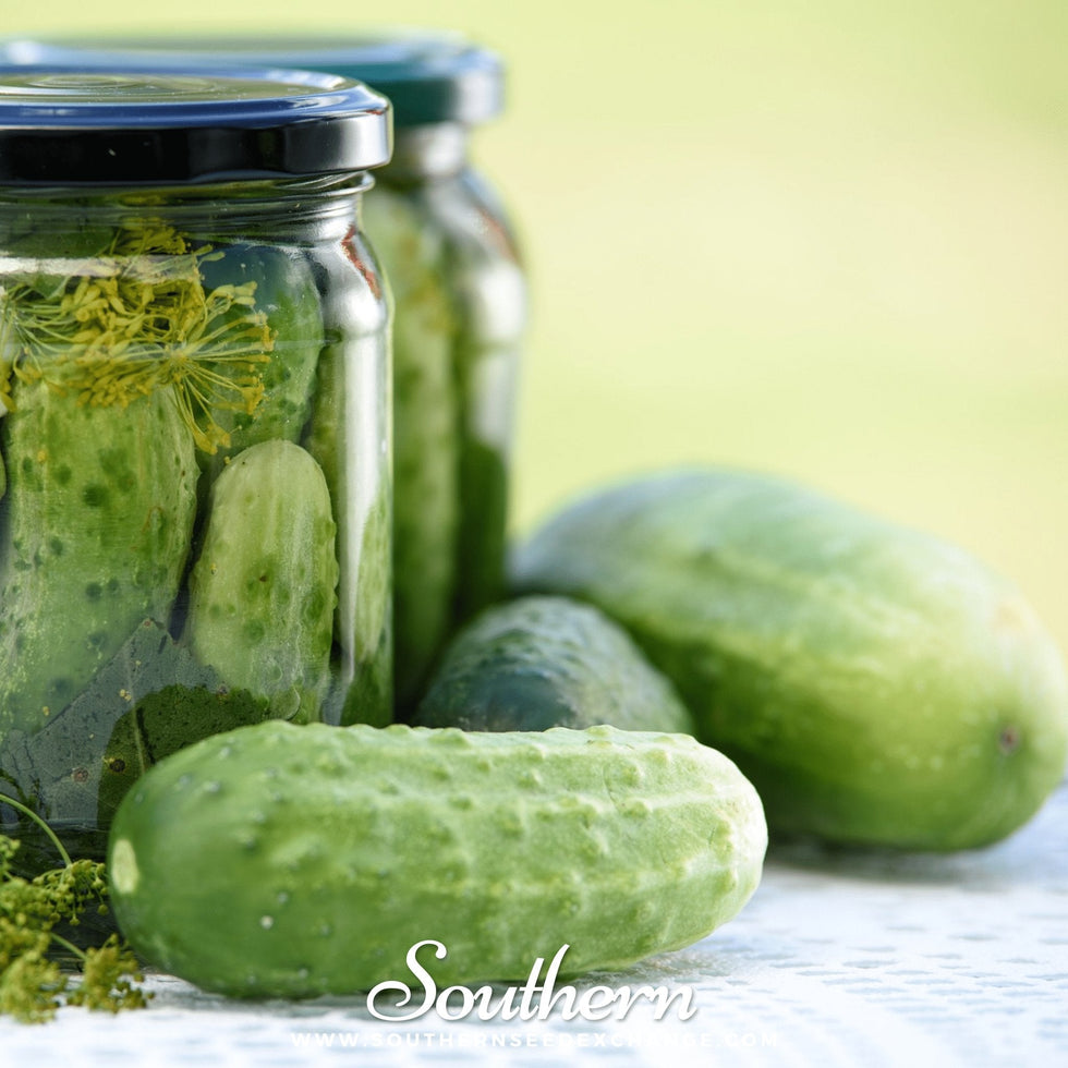 Cucumber Seeds & More – Heirloom Varieties | Seed Therapy – Southern Seeds
