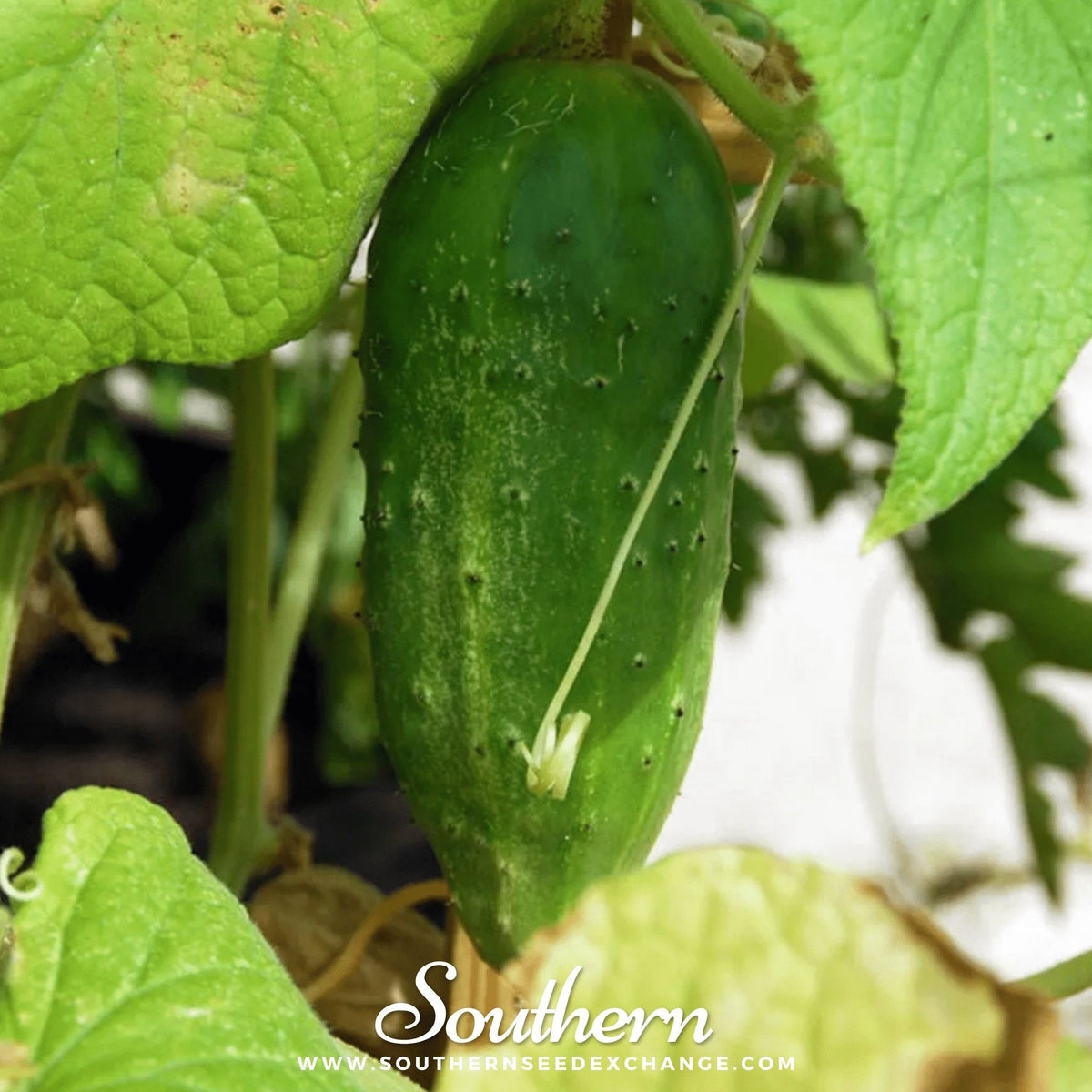 Cucumber, Boston Pickling (Cucumis sativus) - 30 Seeds - Seed Therapy ...